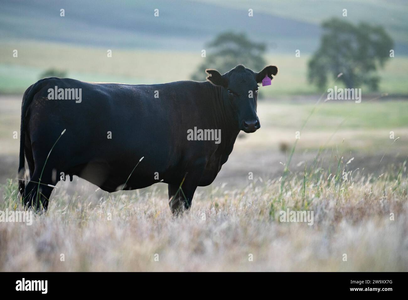 angus cow in a field on a farm Stock Photo - Alamy