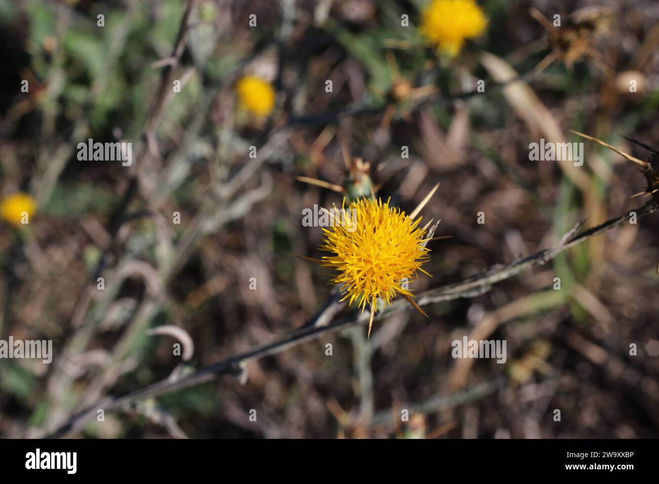 Centaurea solstitialis, Yellow Star Thistle, Compositae. A wild plant ...