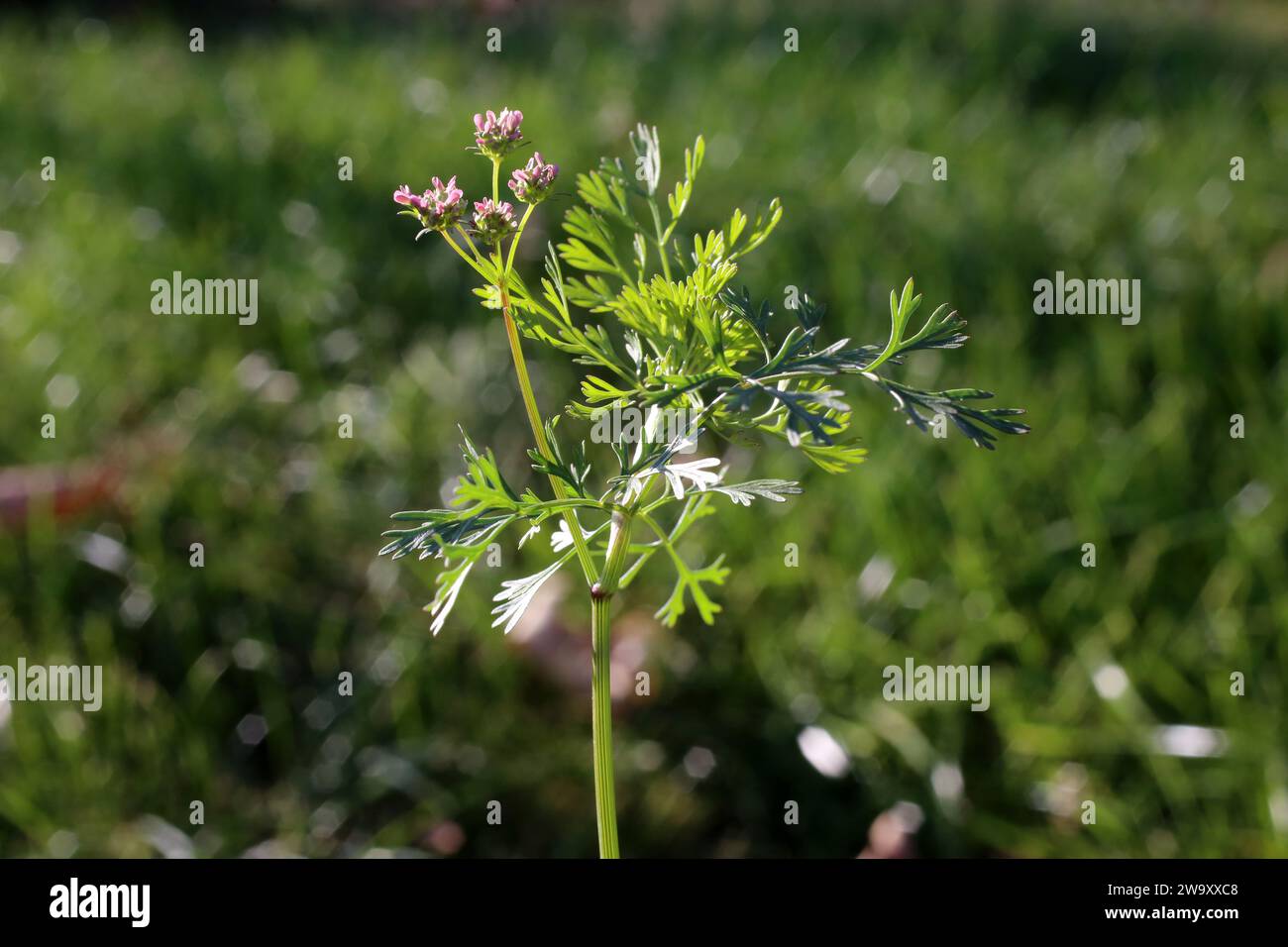 Coriandrum sativum, Coriander, Apiaceae. A wild plant shot in the fall Stock Photo - Alamy