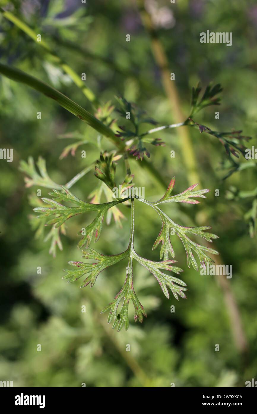 Coriandrum sativum, Coriander, Apiaceae. A wild plant shot in the fall Stock Photo - Alamy