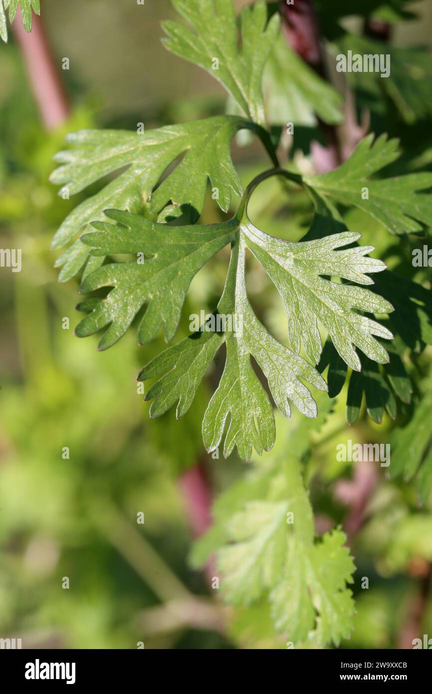 Coriandrum sativum, Coriander, Apiaceae. A wild plant shot in the fall Stock Photo - Alamy