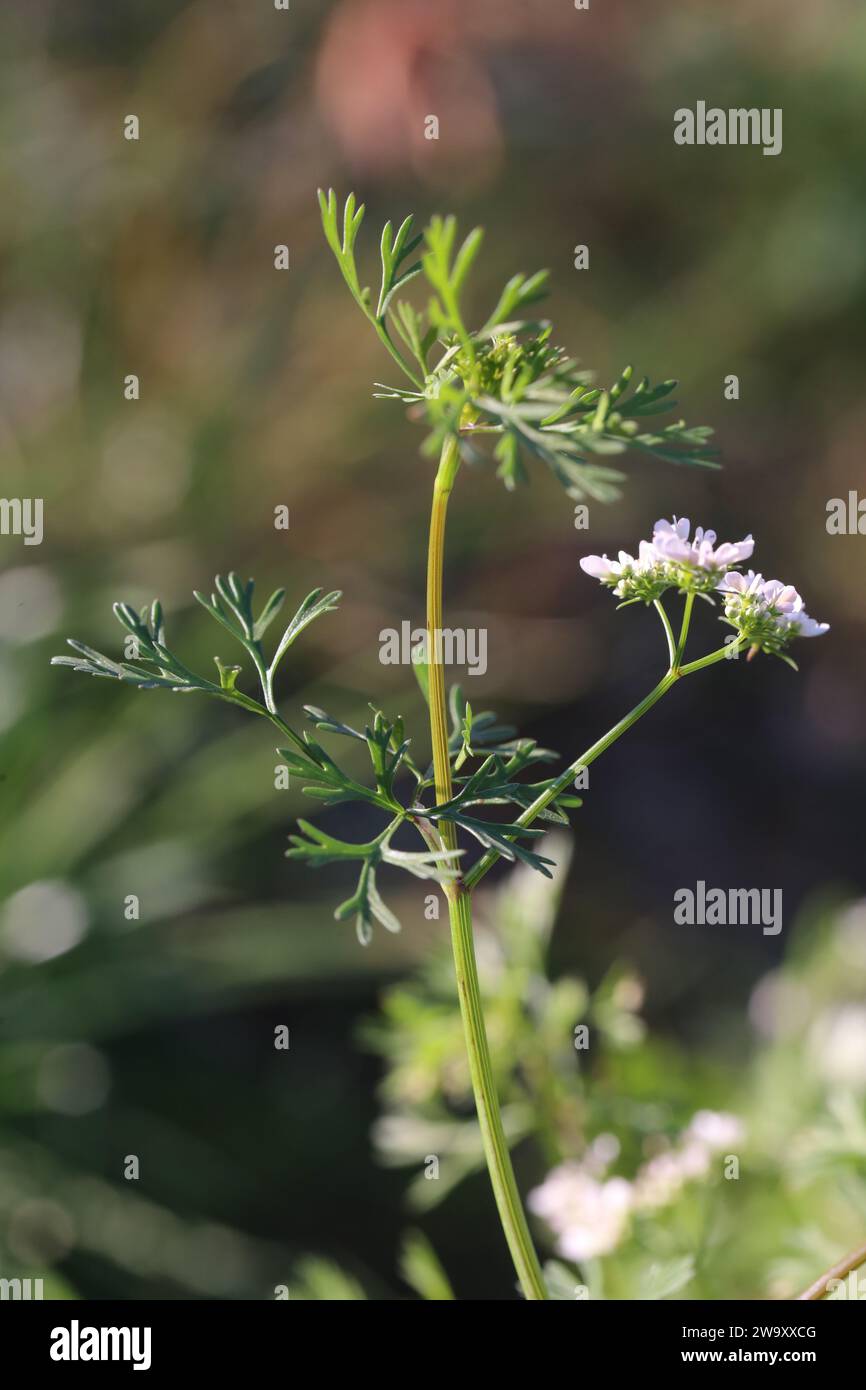 Coriandrum sativum, Coriander, Apiaceae. A wild plant shot in the fall Stock Photo - Alamy