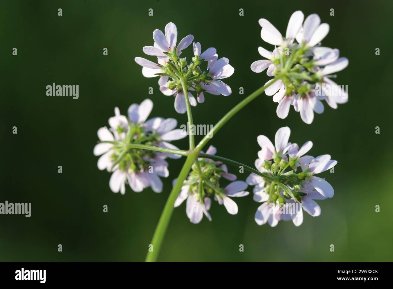 Coriandrum sativum, Coriander, Apiaceae. A wild plant shot in the fall Stock Photo - Alamy