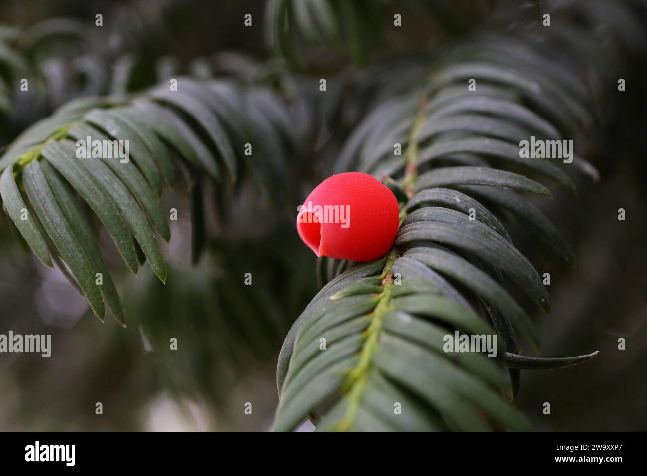 Taxus baccata, Common Yew, Taxaceae. A wild plant shot in the fall ...