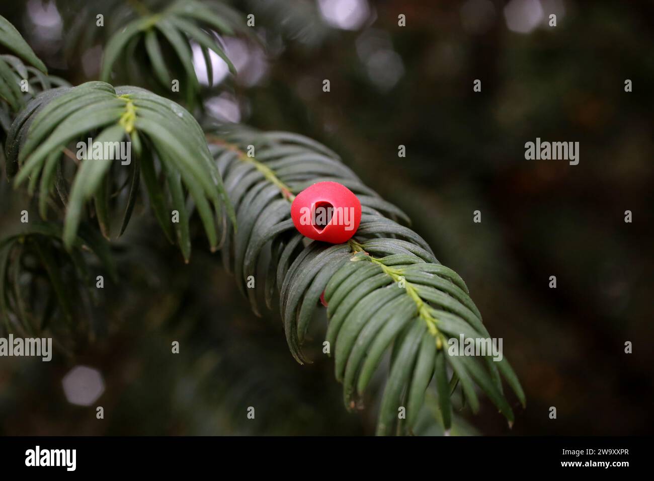Taxus baccata, Common Yew, Taxaceae. A wild plant shot in the fall ...