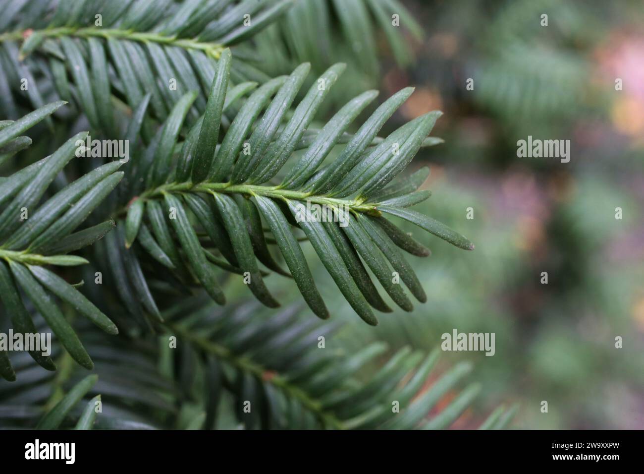Taxus baccata, Common Yew, Taxaceae. A wild plant shot in the fall ...