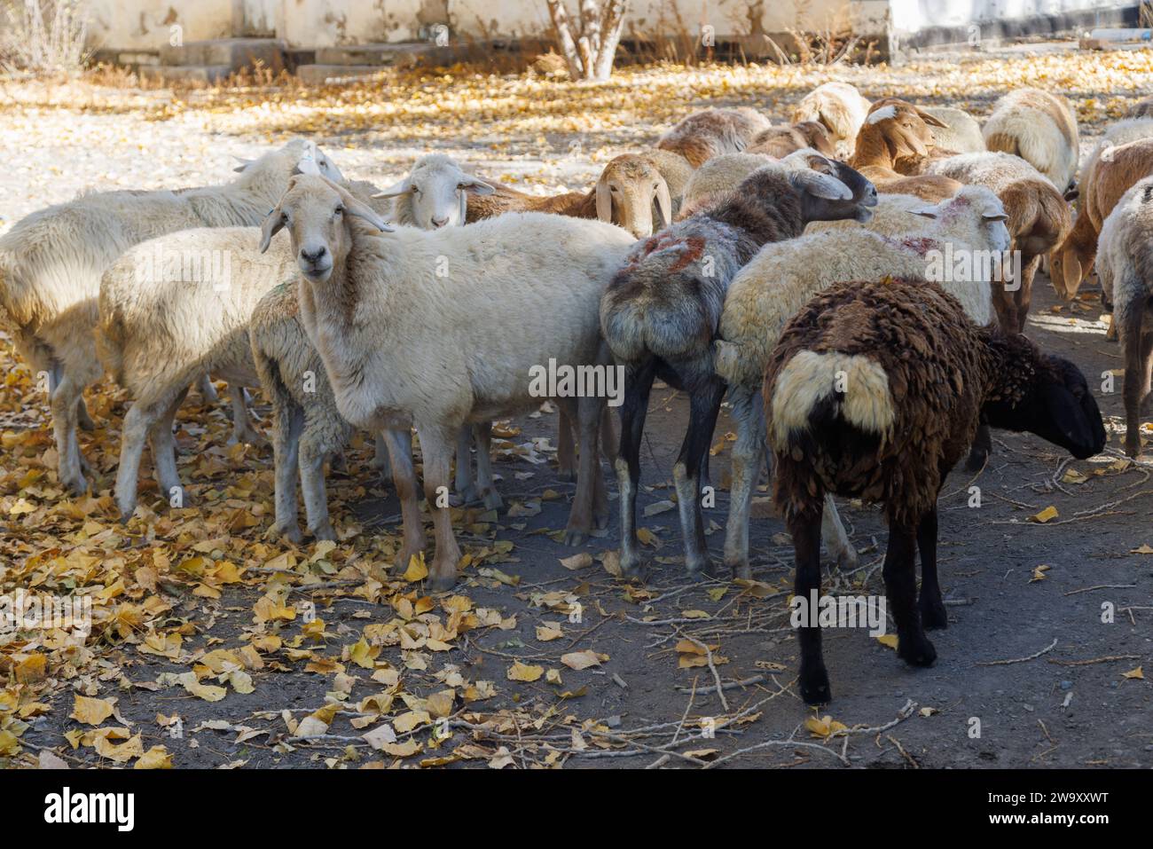small group of fat tail sheep on the street at Central Asia at sunny ...