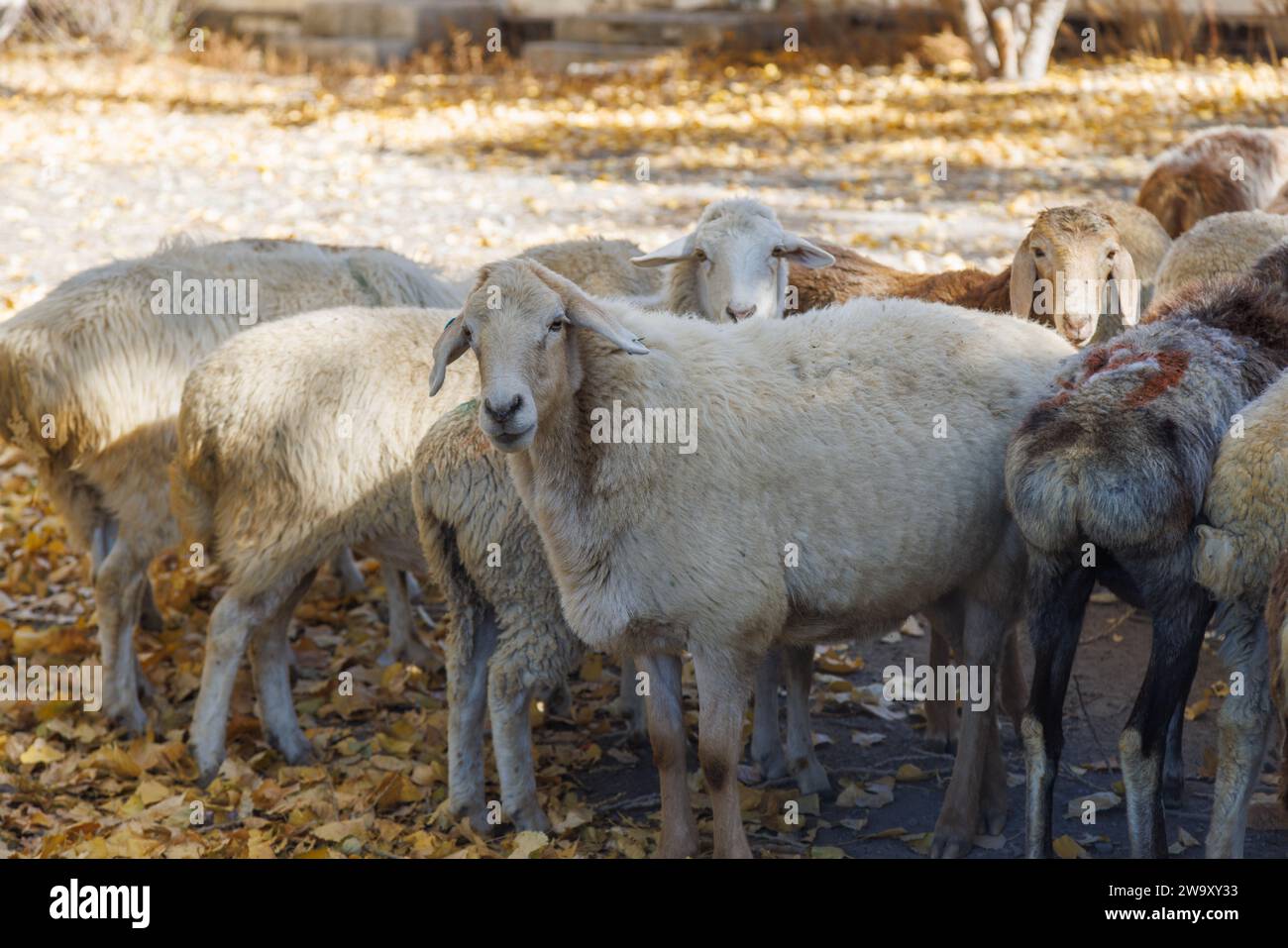 small group of fat tail sheep on the street at Central Asia at sunny ...