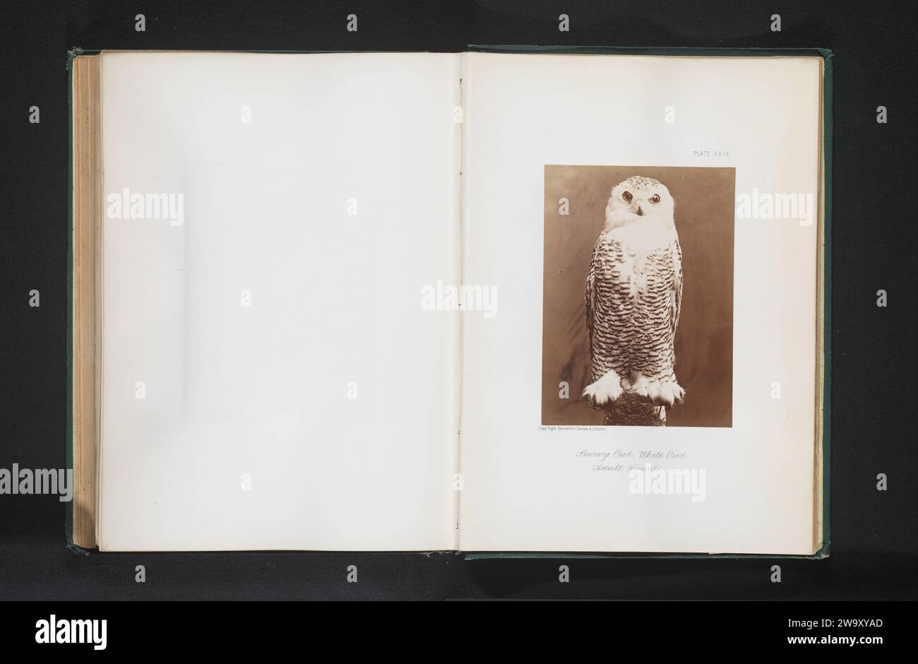 Stuffed Snowuil, William Notman, 1871 - 1876 photograph paper ...