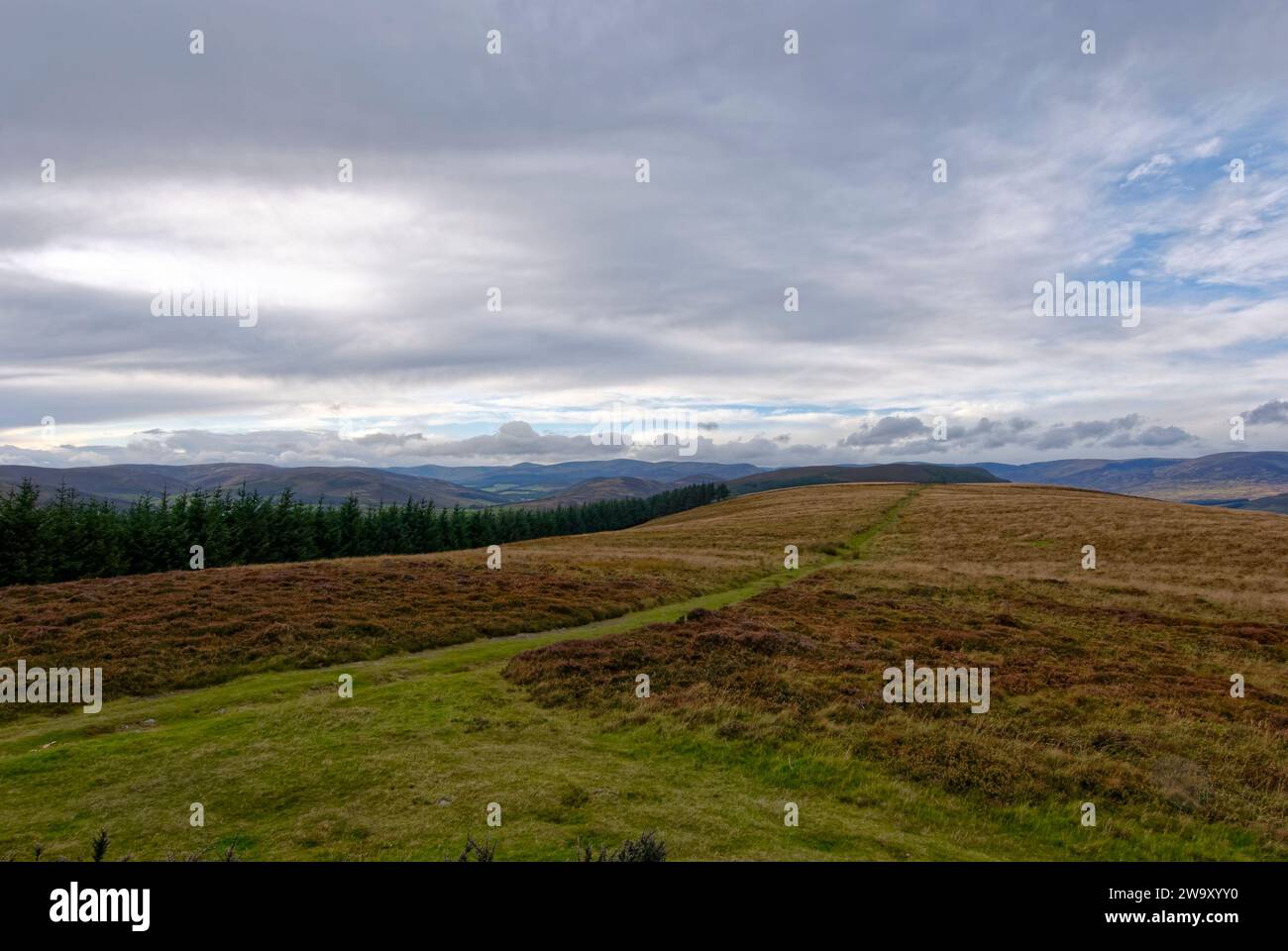 The Footpath between the flowering Heather along Tulloch Hill, close to ...
