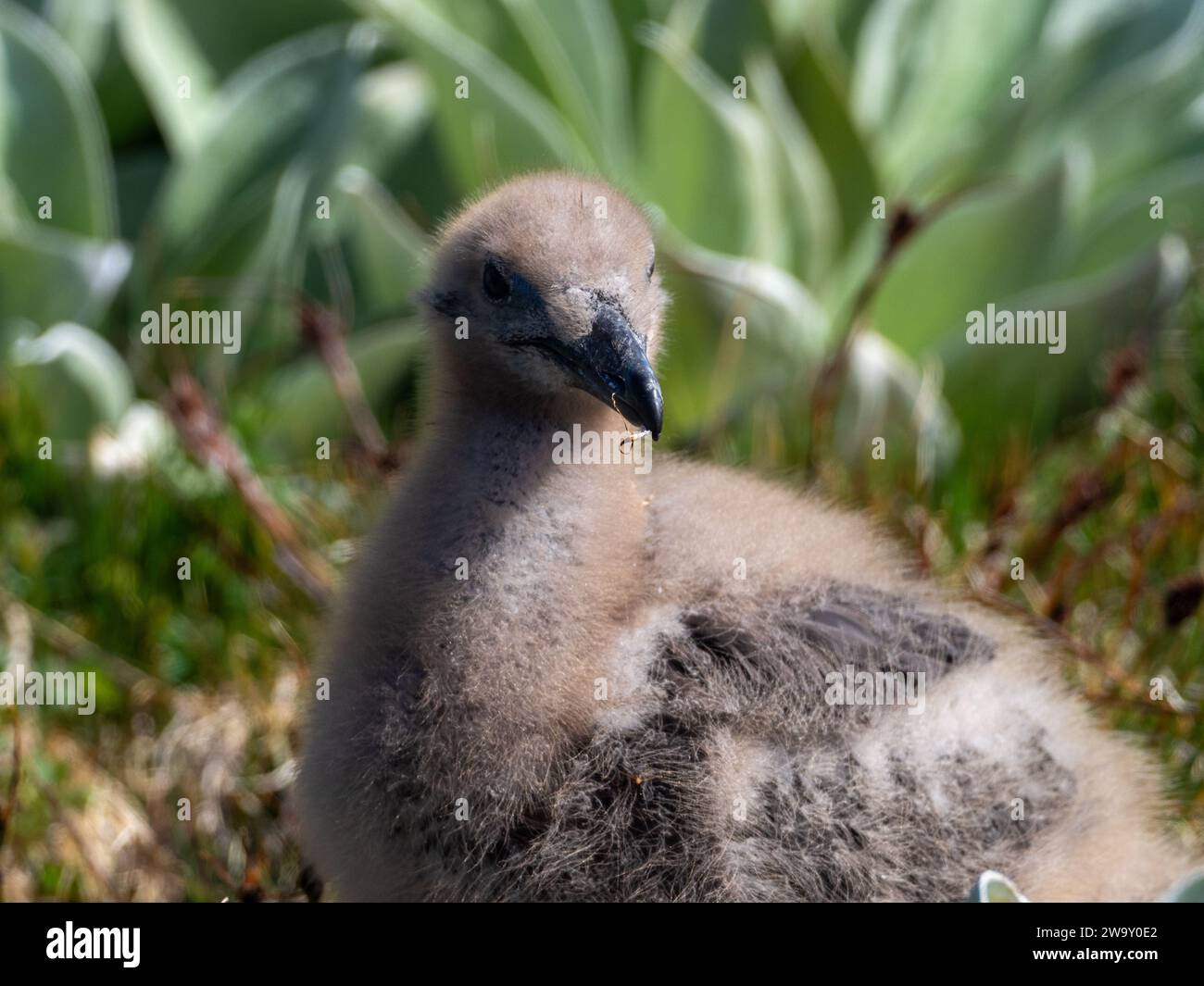 Brown skua chick, Stercorarius antarcticus lonnbergi, in the megaherbs ...