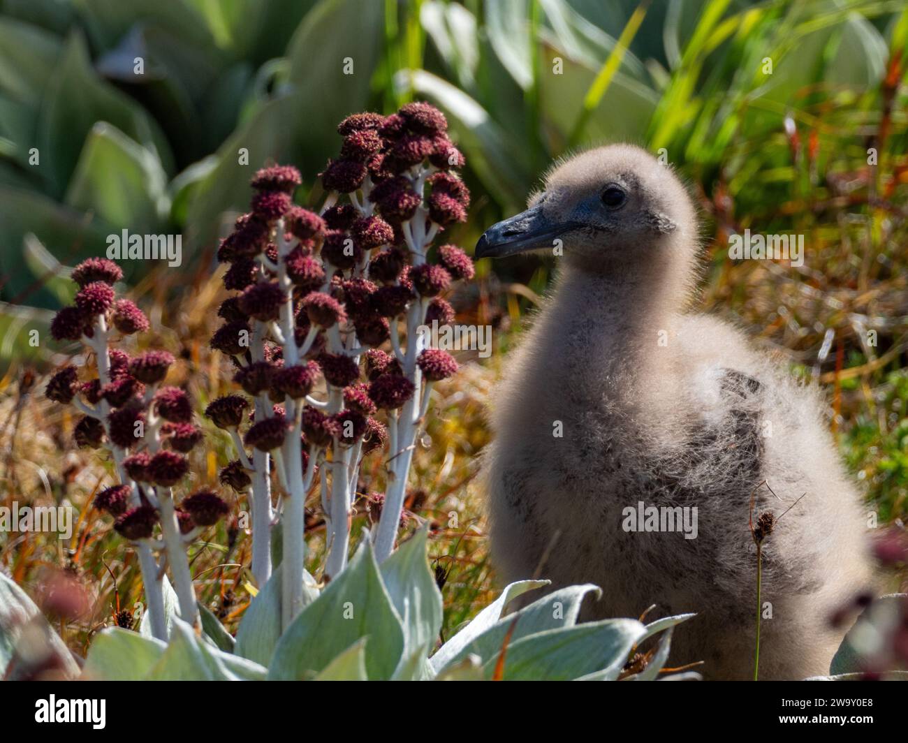 Brown skua chick, Stercorarius antarcticus lonnbergi, in the megaherbs ...
