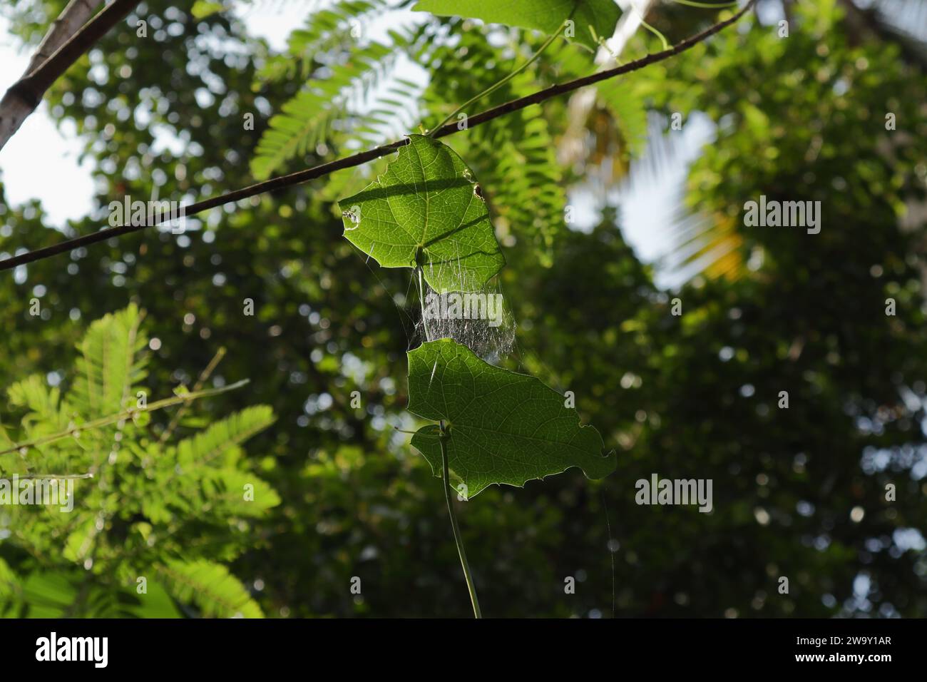 Beautiful low angle view of a glittering small spider web that is ...
