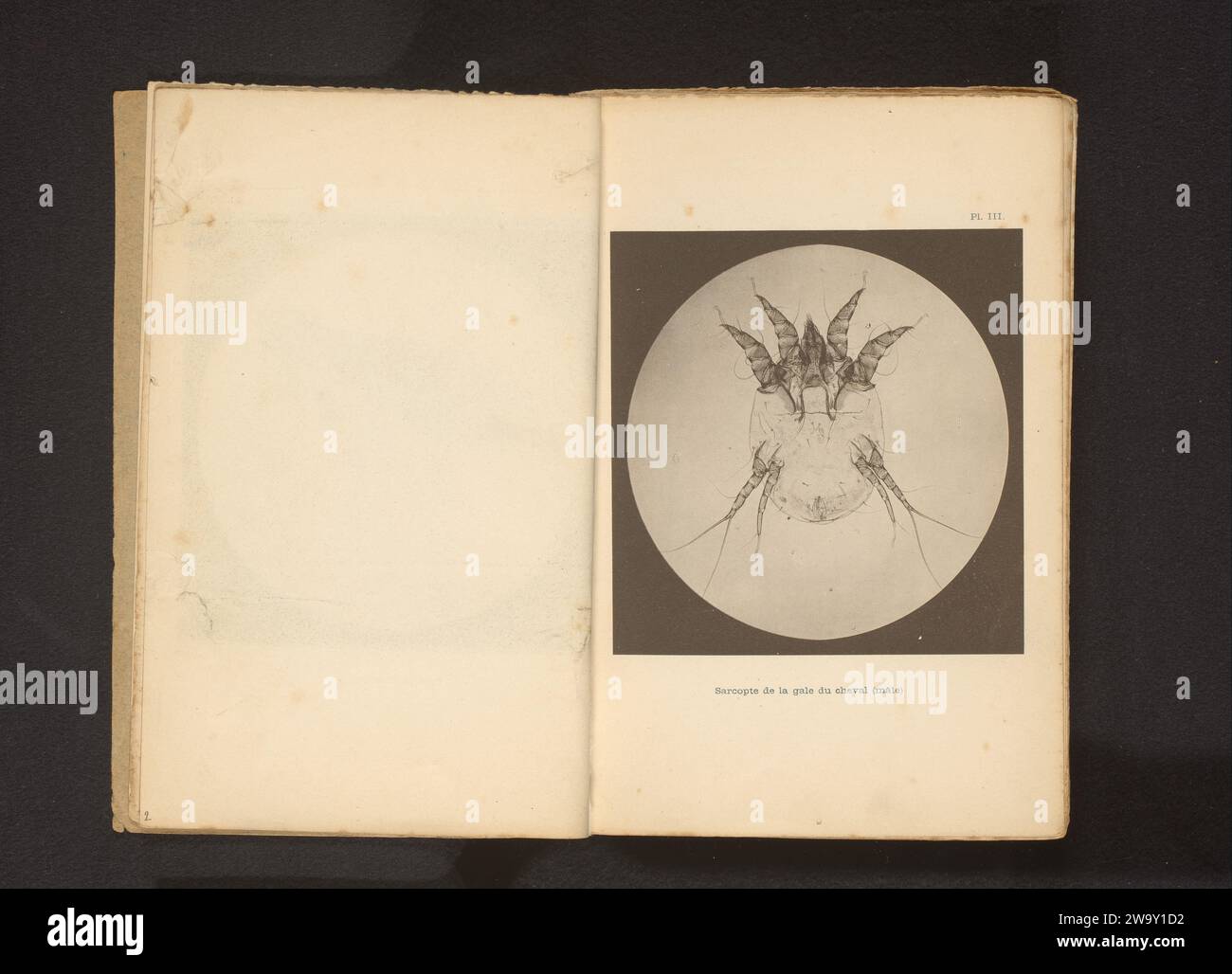 Microscope intake of a scab mite of a horse, anonymous, c. 1880 - in or ...