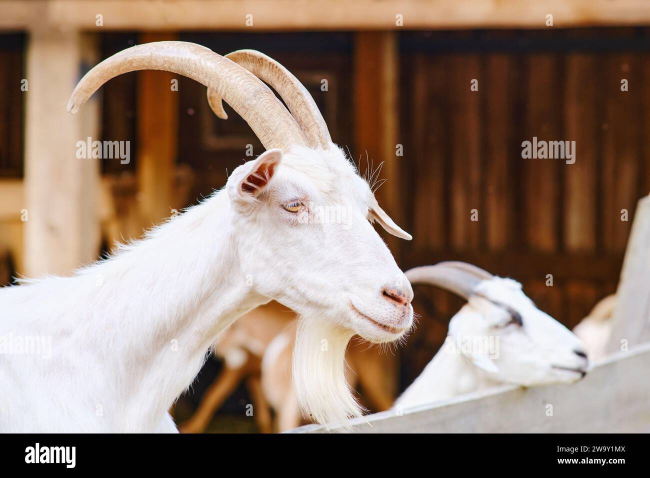 One goat's head is sticking out of the stall, looking curiously at the passing cattle Stock ...