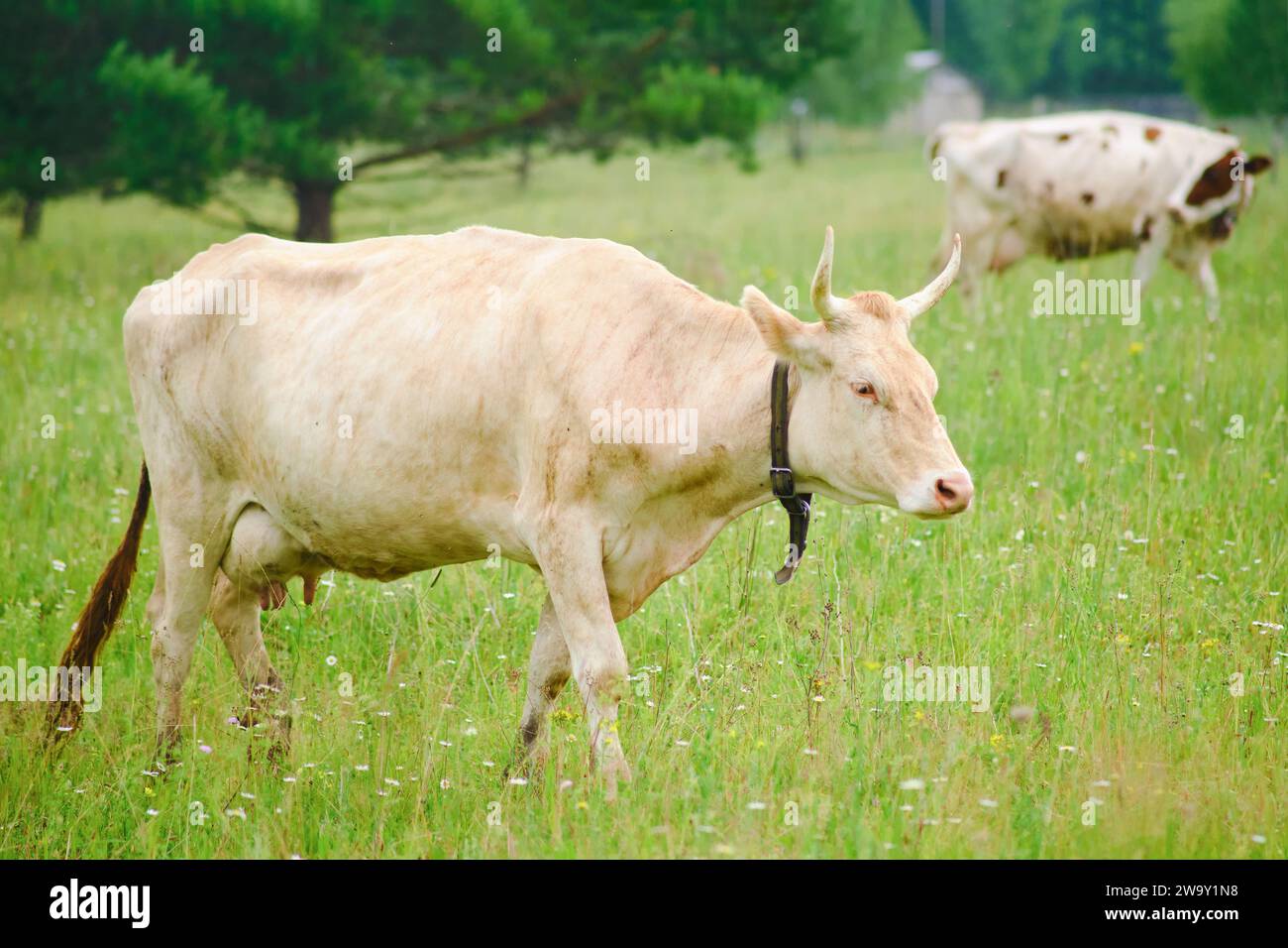 The dairy cows, an essential farm animal, roam the pasture, eating ...