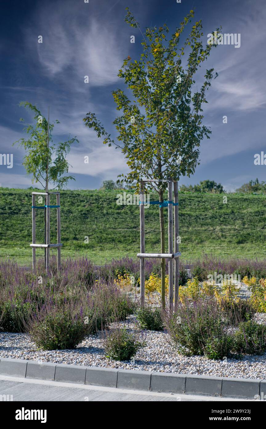 Tree protection saplings hi-res stock photography and images - Alamy