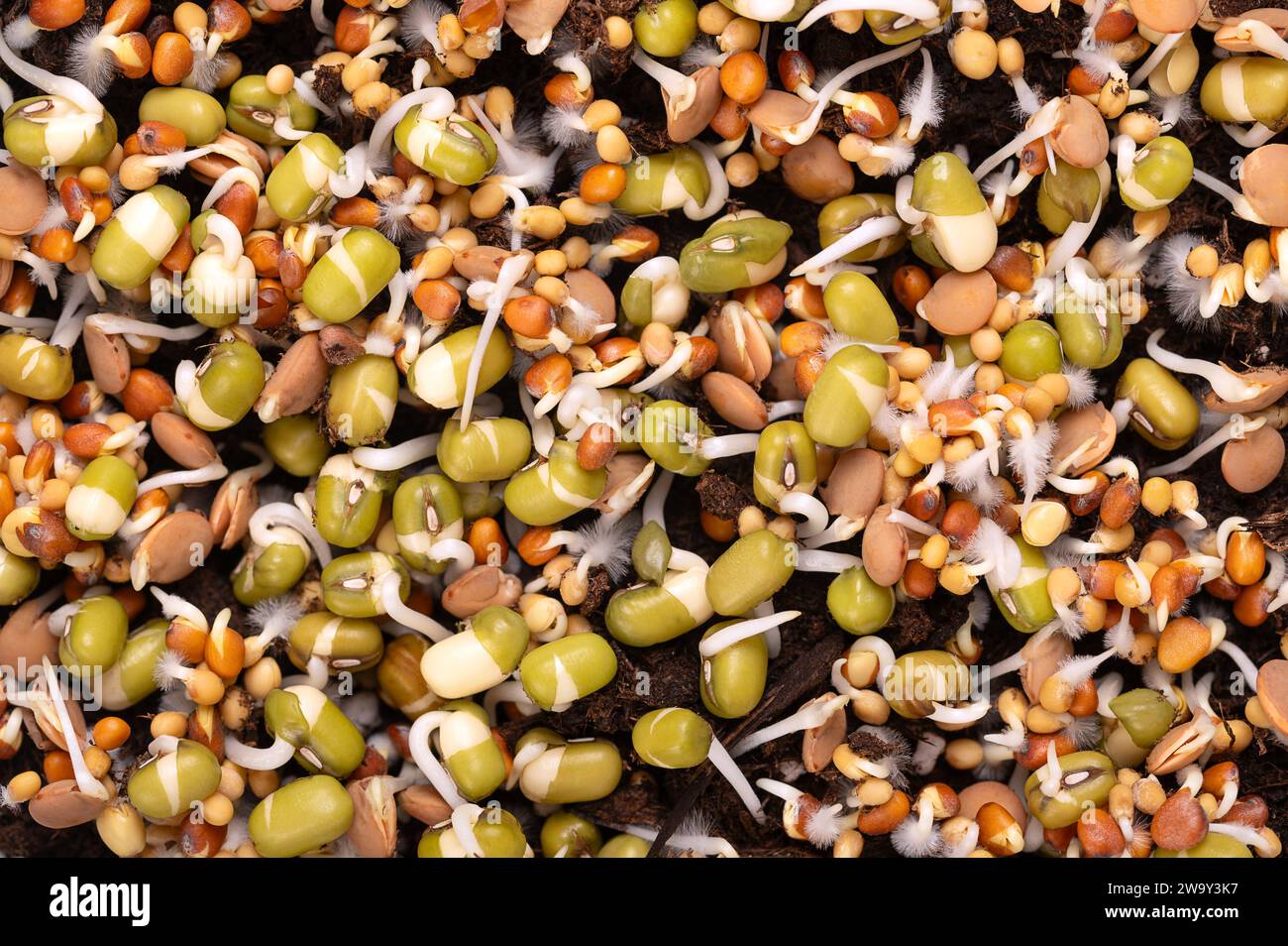 Mixed sprouts germinating on humus soil, closeup, from above. Sprouting ...