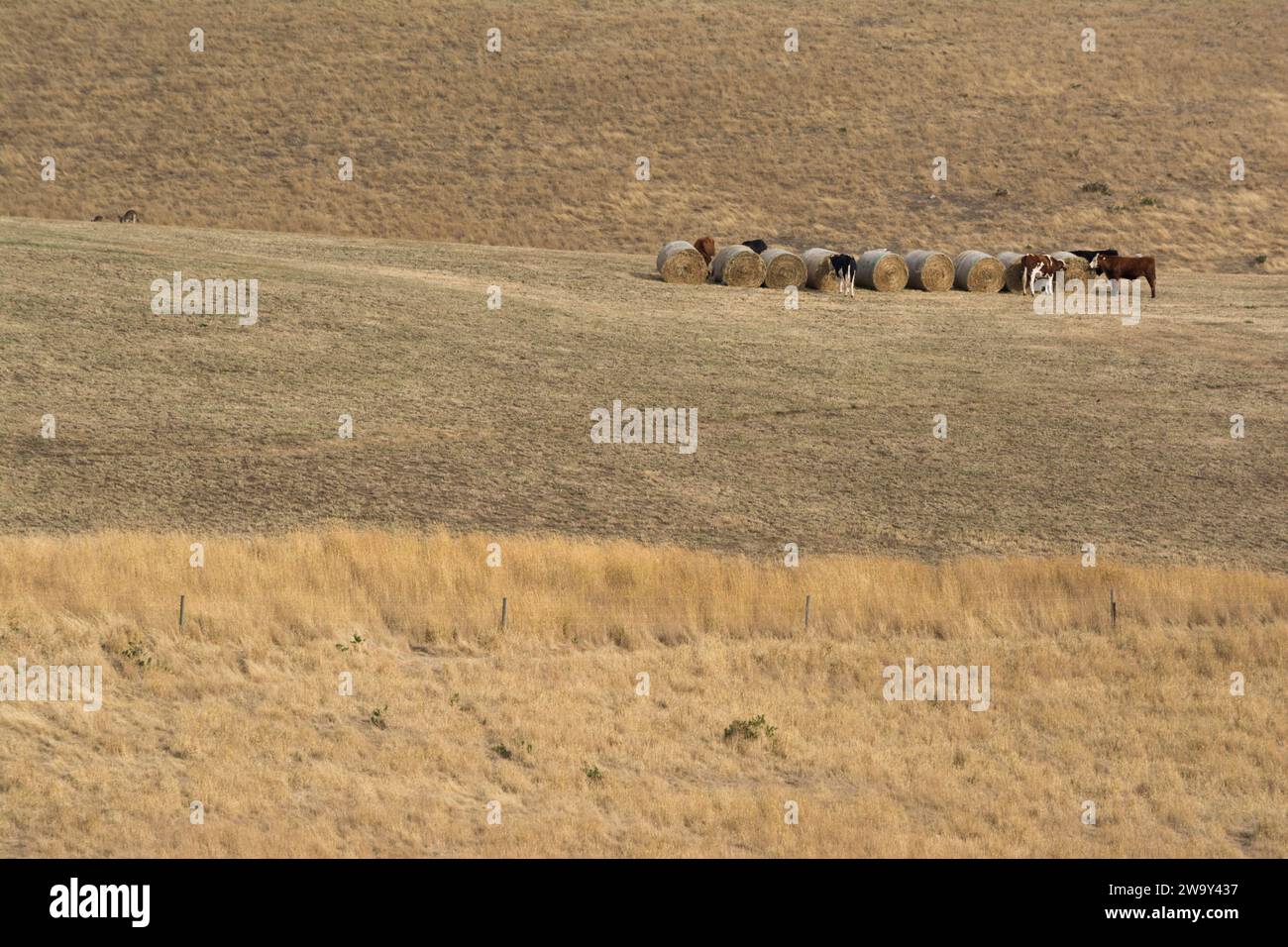 Random rural field, covered in dry brittle summer grass, a single row ...