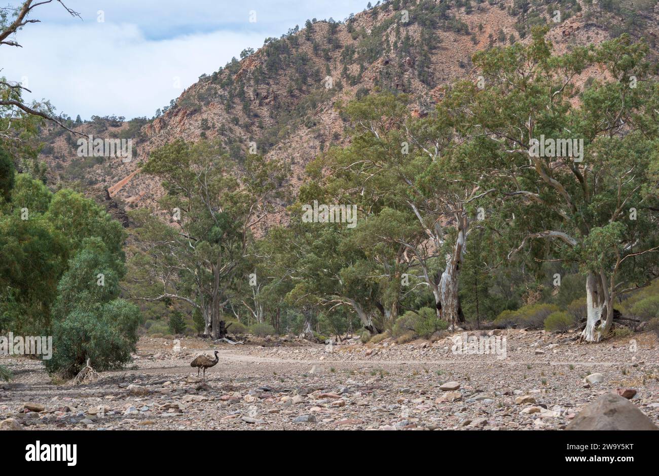 Wild emu near Brachina Gorge Ikara-Flinders Ranges National Park, South ...