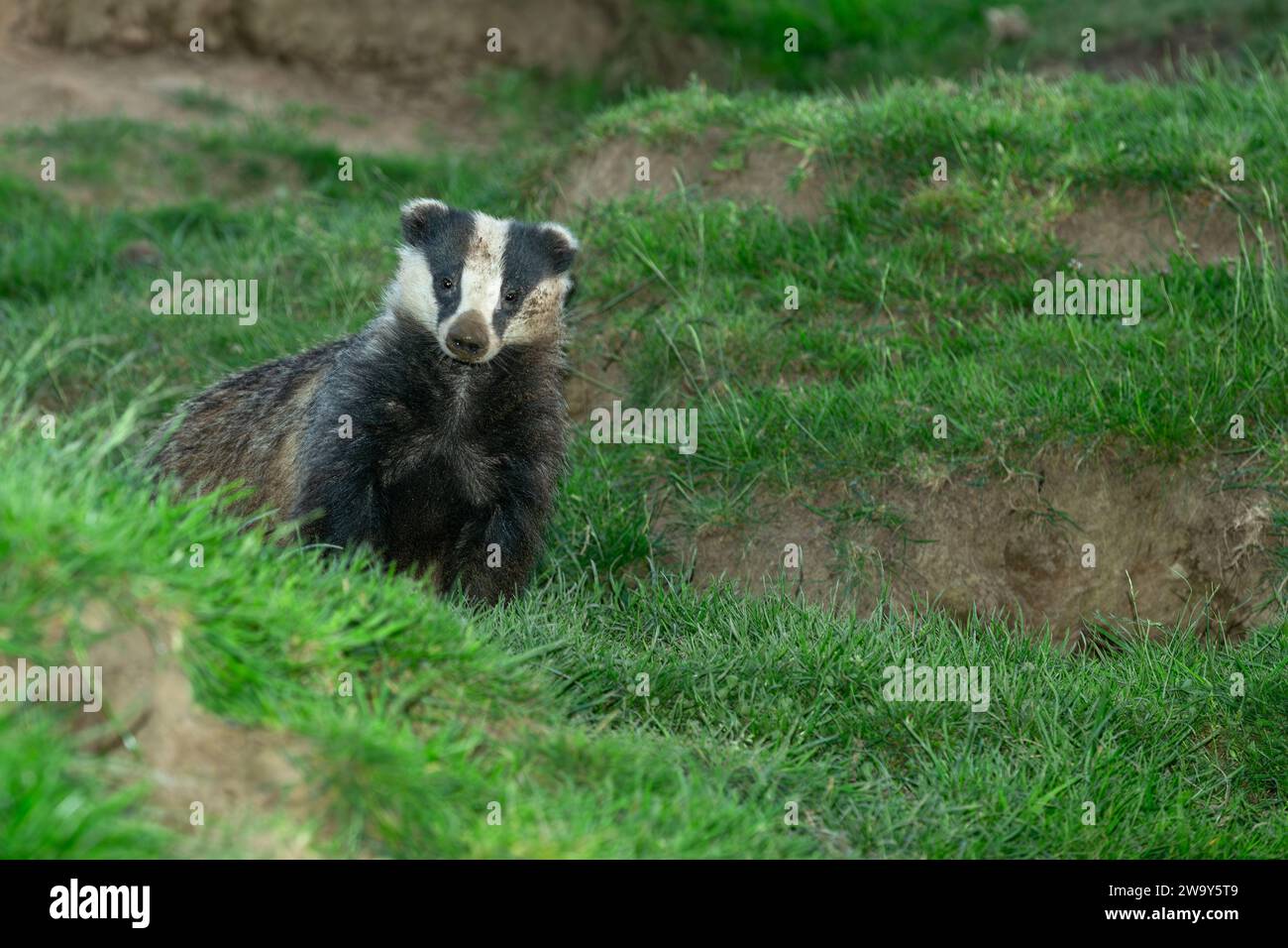 Badger, Scientific name: Meles meles. Close up of an adult badger ...