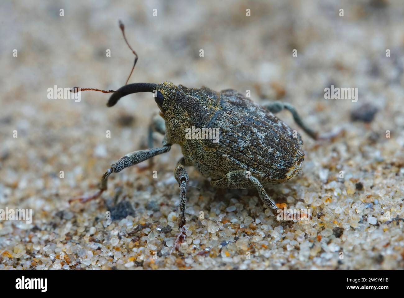 Natural closeup on a smal European weevil monophagous nettle beetle ...