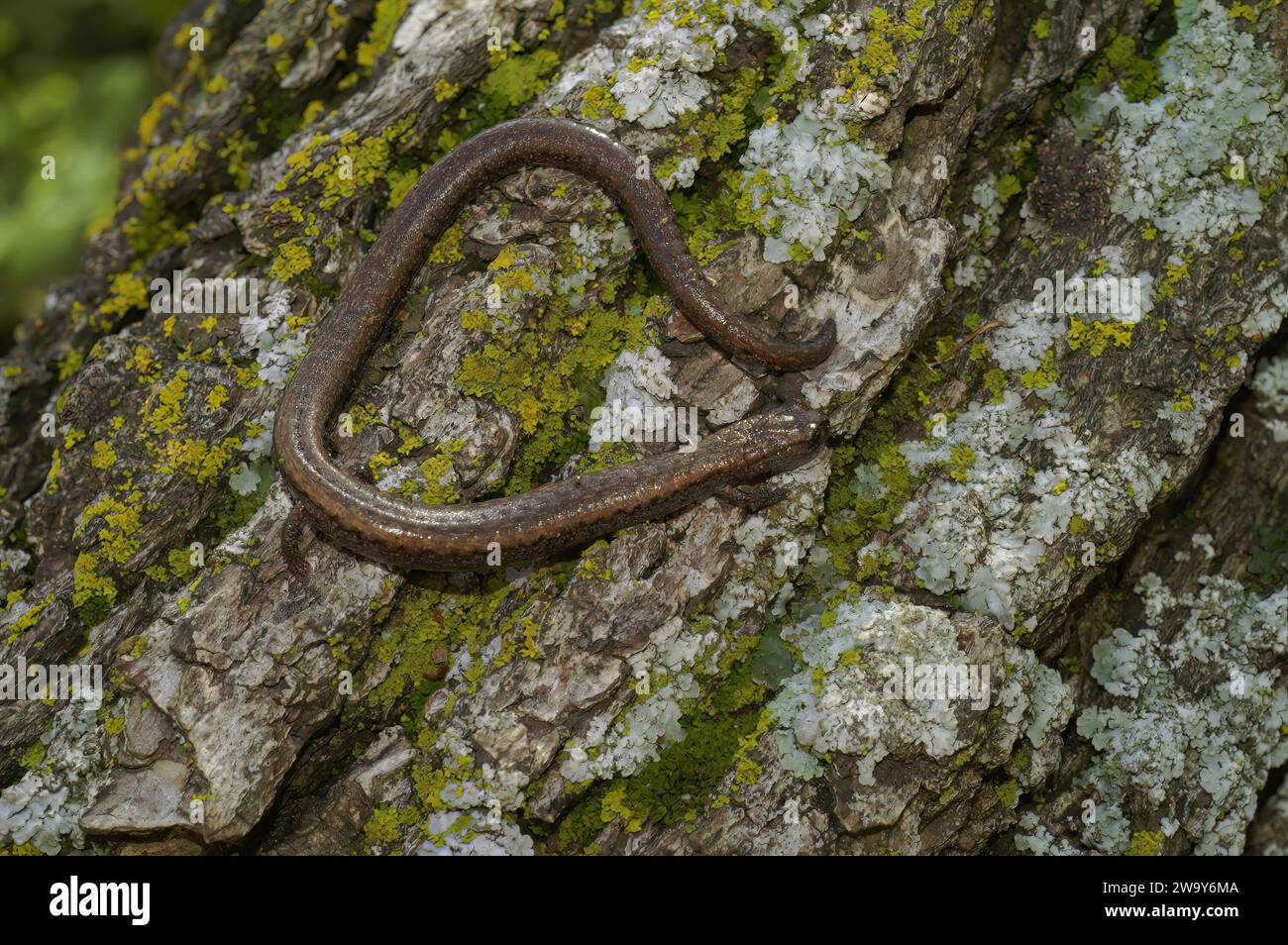 Natural closeup on a Californian Black-bellied slender salamander ...