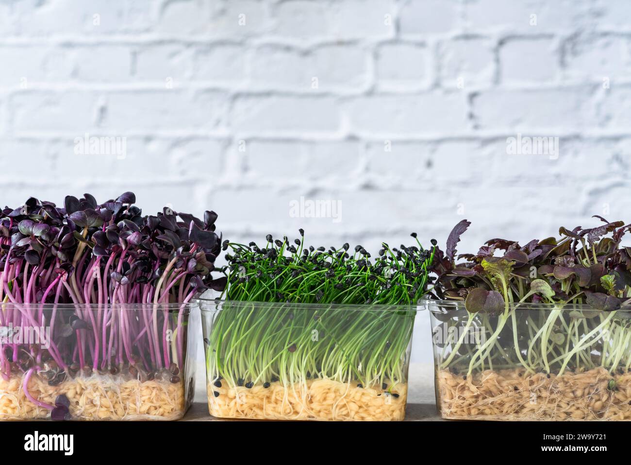 Microgreens in pots - Garlic chives, purple radish and red mustard ...
