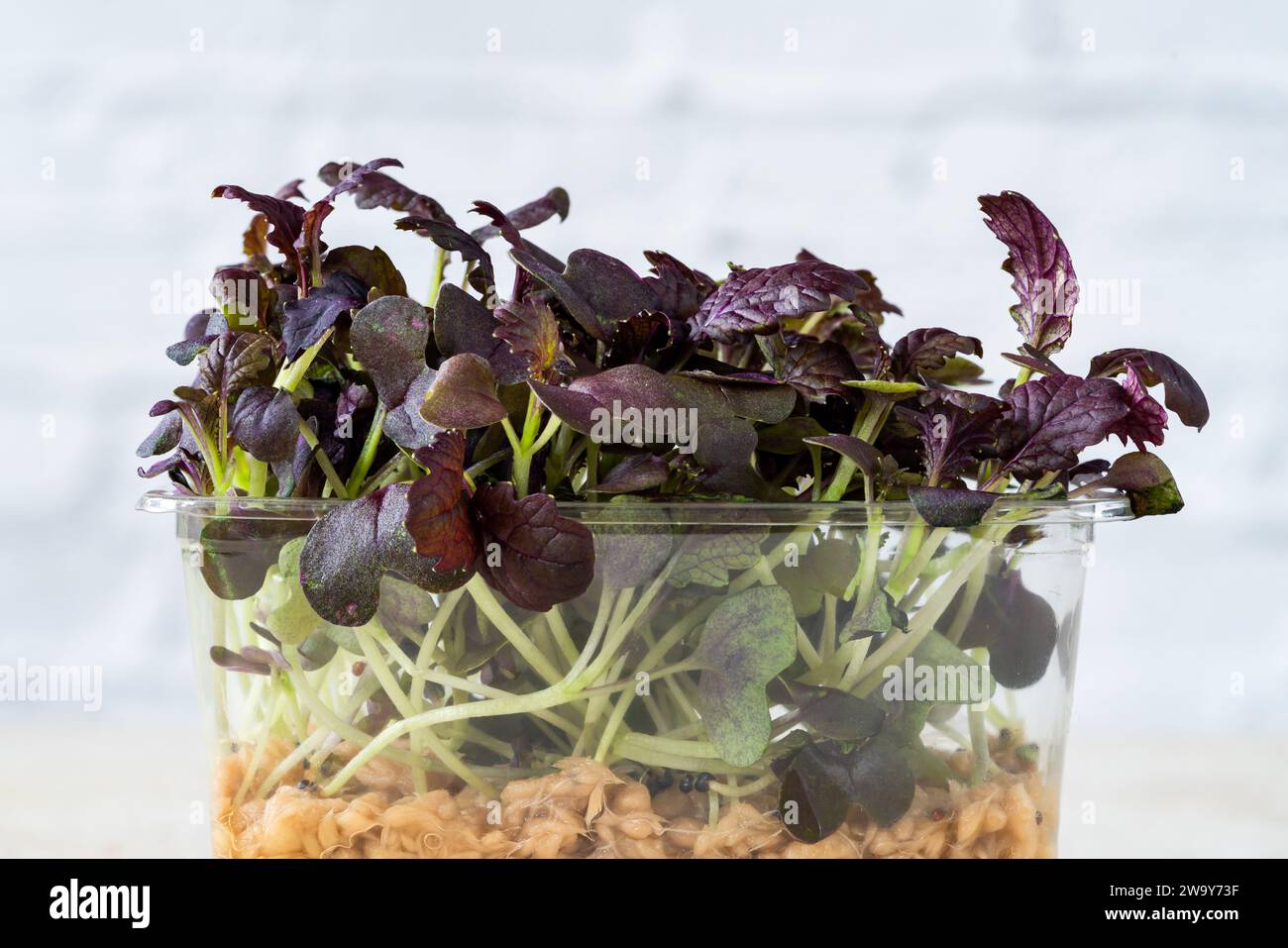 Microgreens in pot - Red mustard - healthy superfood Stock Photo - Alamy