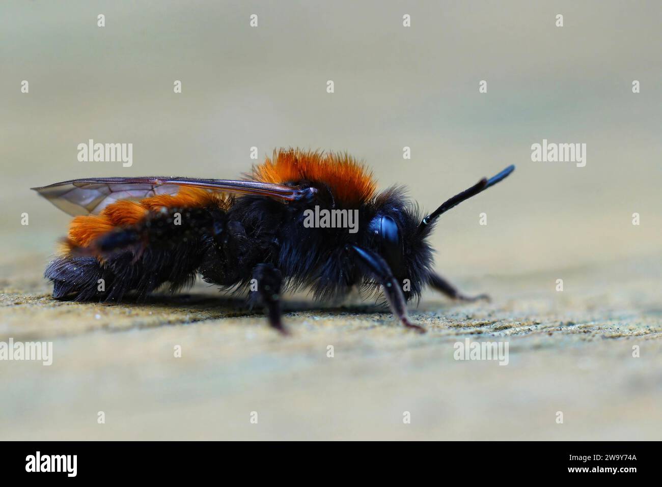Detailed closeup on a colorful red and black female Tawny mining bee ...