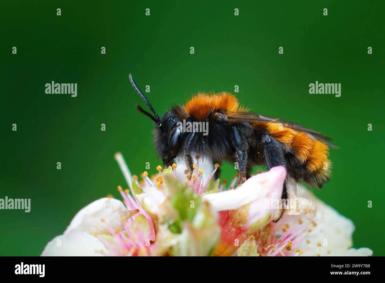 Detailed closeup on a colorful red and black female Tawny mining bee ...