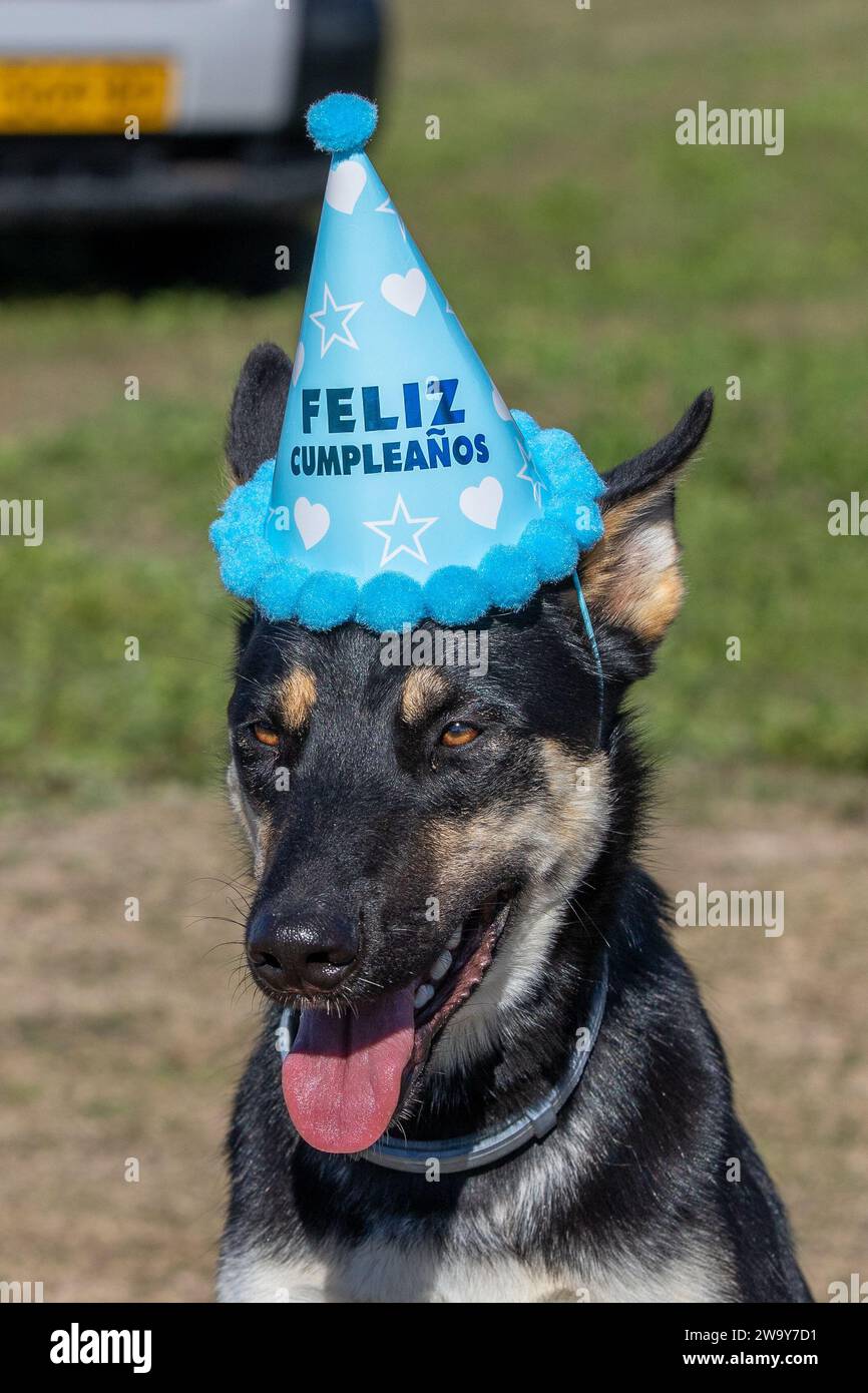 This photo shows a young dog with a party hat, The dog is a mix breed ...
