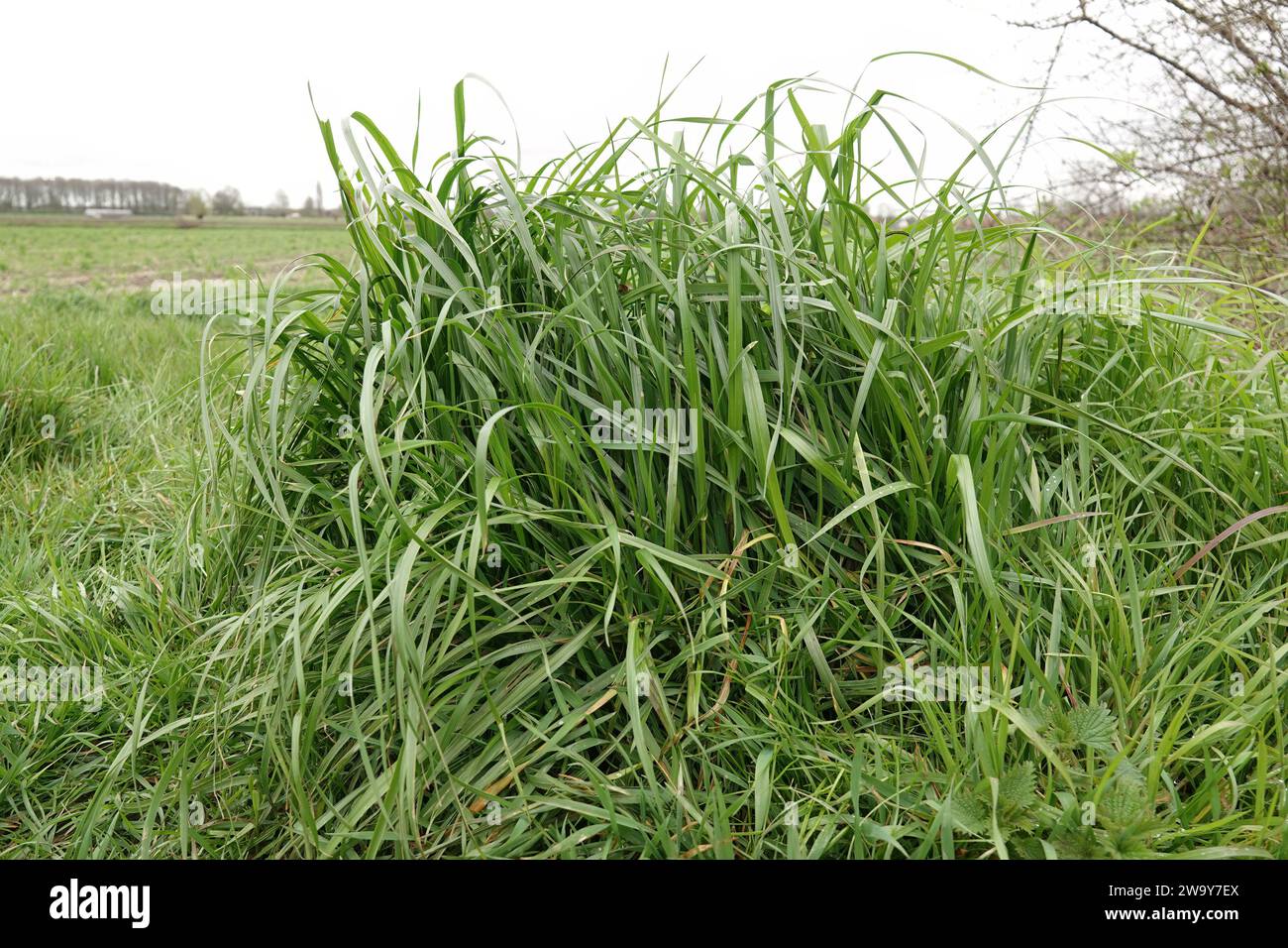 Wide angle closeup on fresh Tall Fescue grasses, Schedonorus ...