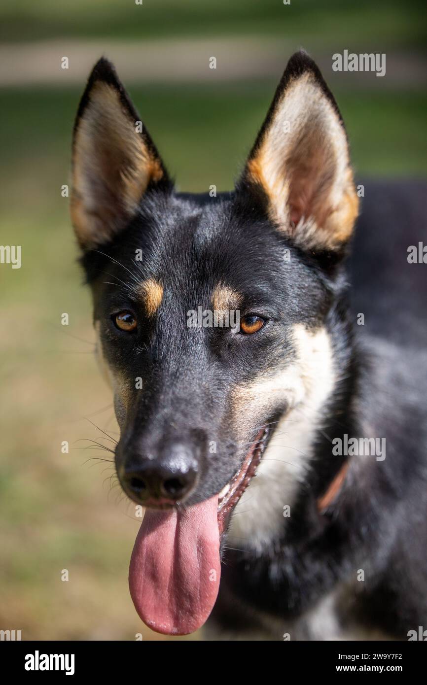 This photo shows a young dog, The dog is a mix breed called belusky or ...