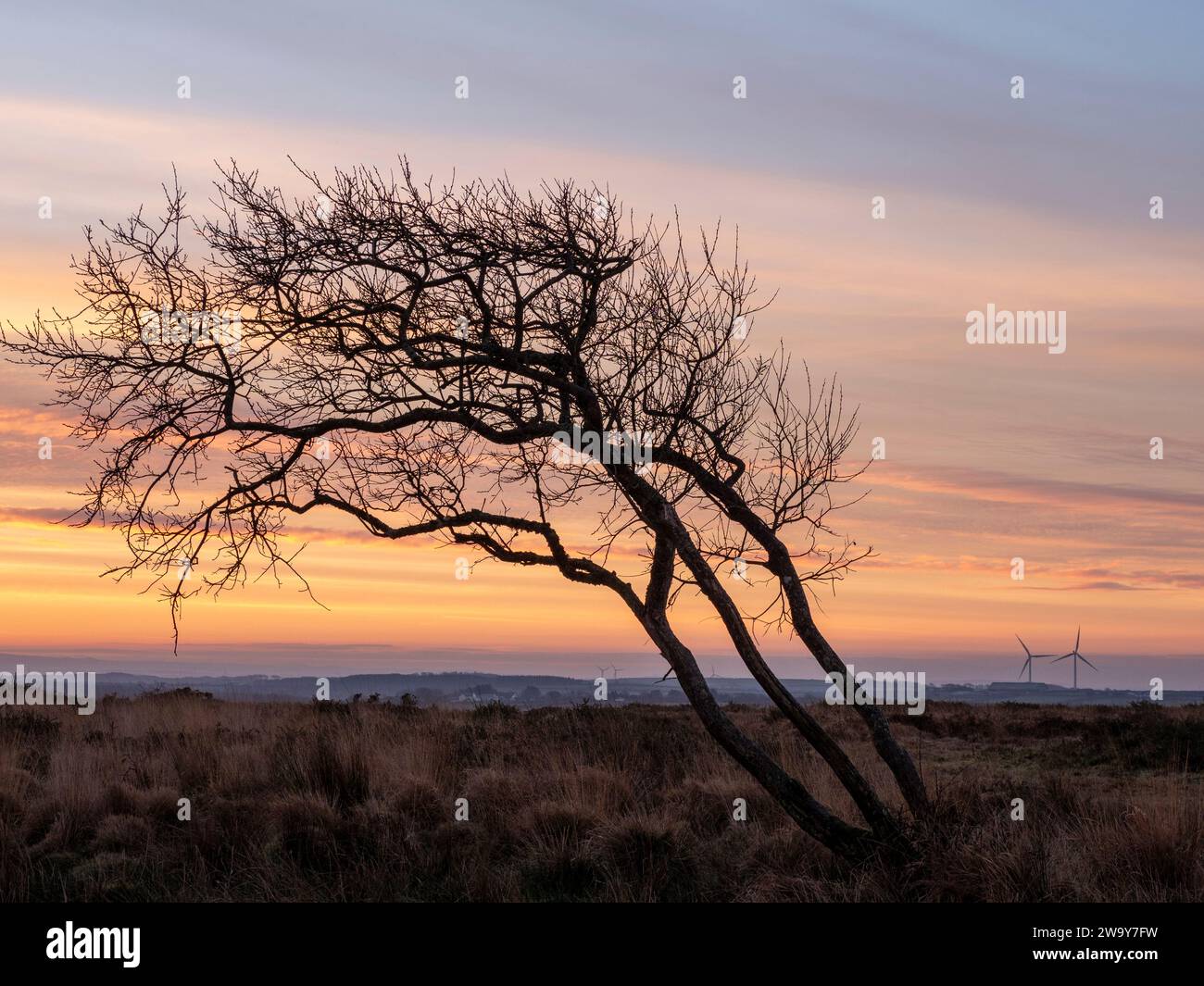 Wind blown trees at sunrise Stock Photo - Alamy