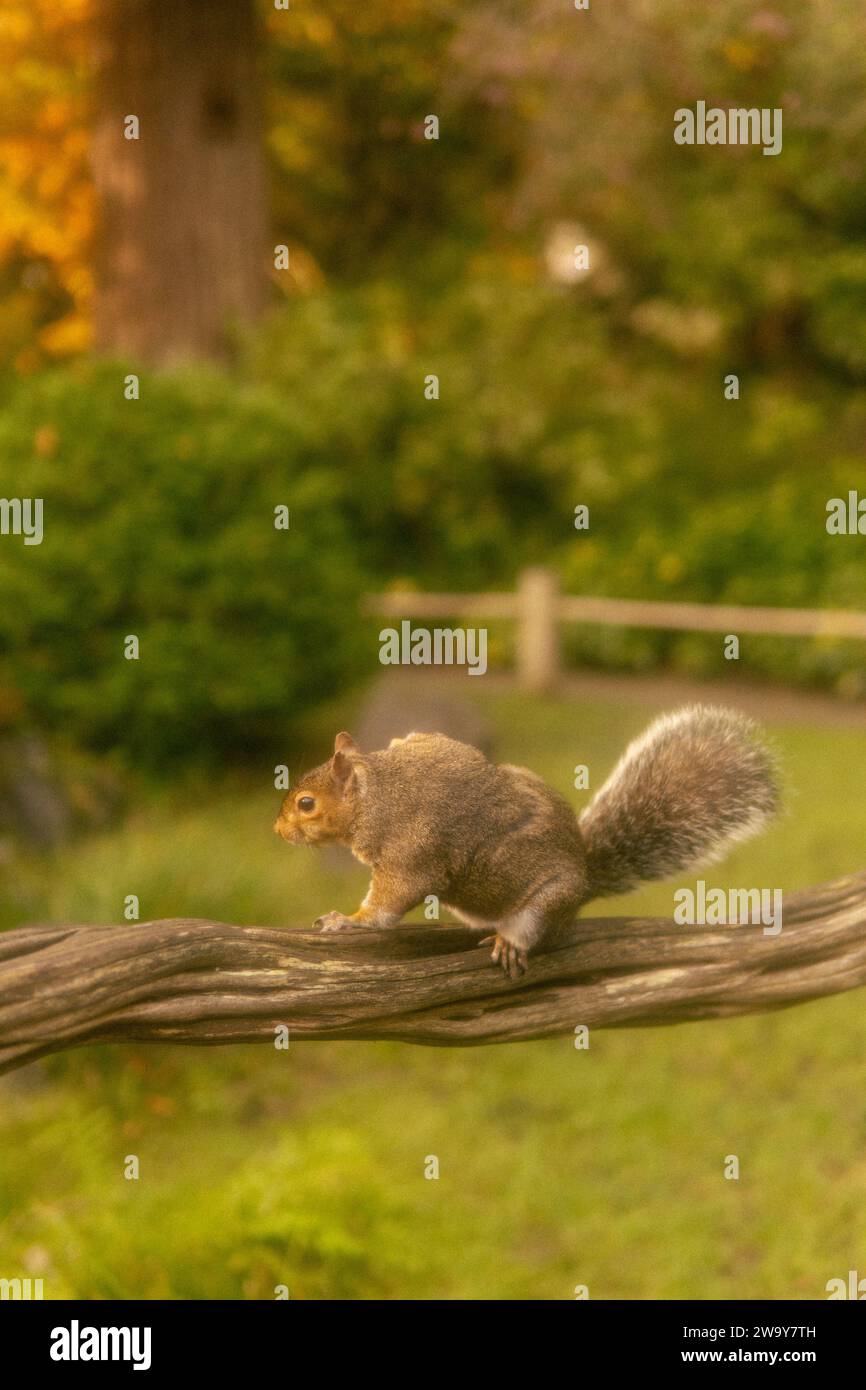 Squirrel walking along wooden Log Stock Photo - Alamy