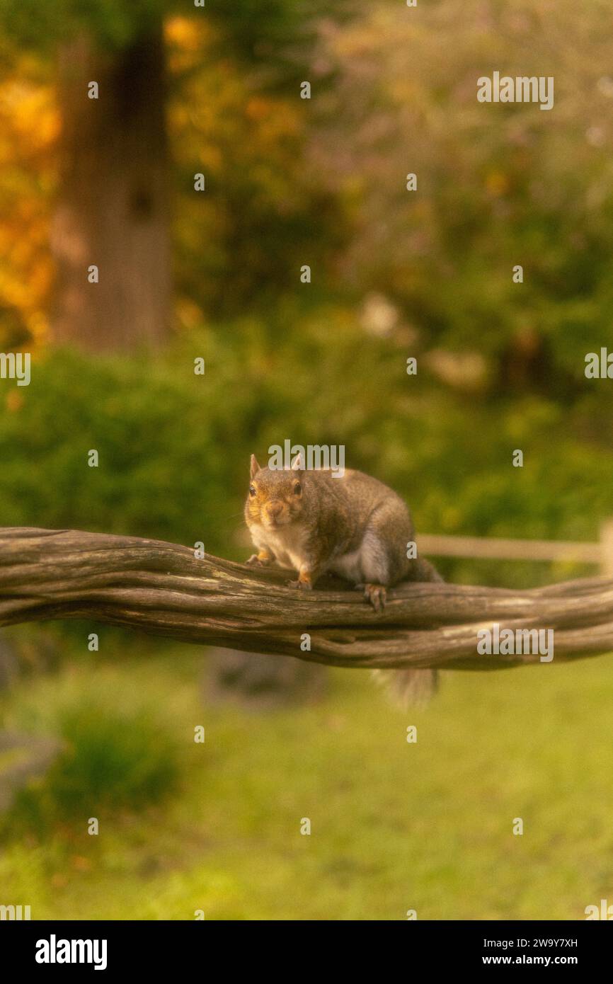 Squirrel walking along wooden Log Stock Photo - Alamy