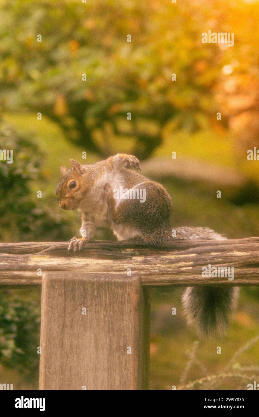 Squirrel walking along wooden Log Stock Photo - Alamy