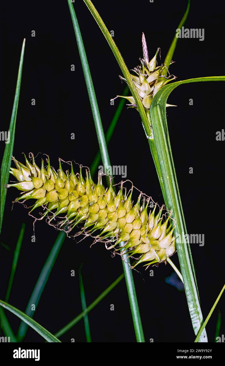 Bladder, Inflated or Blister Sedge (Carex vesicaria Stock Photo - Alamy