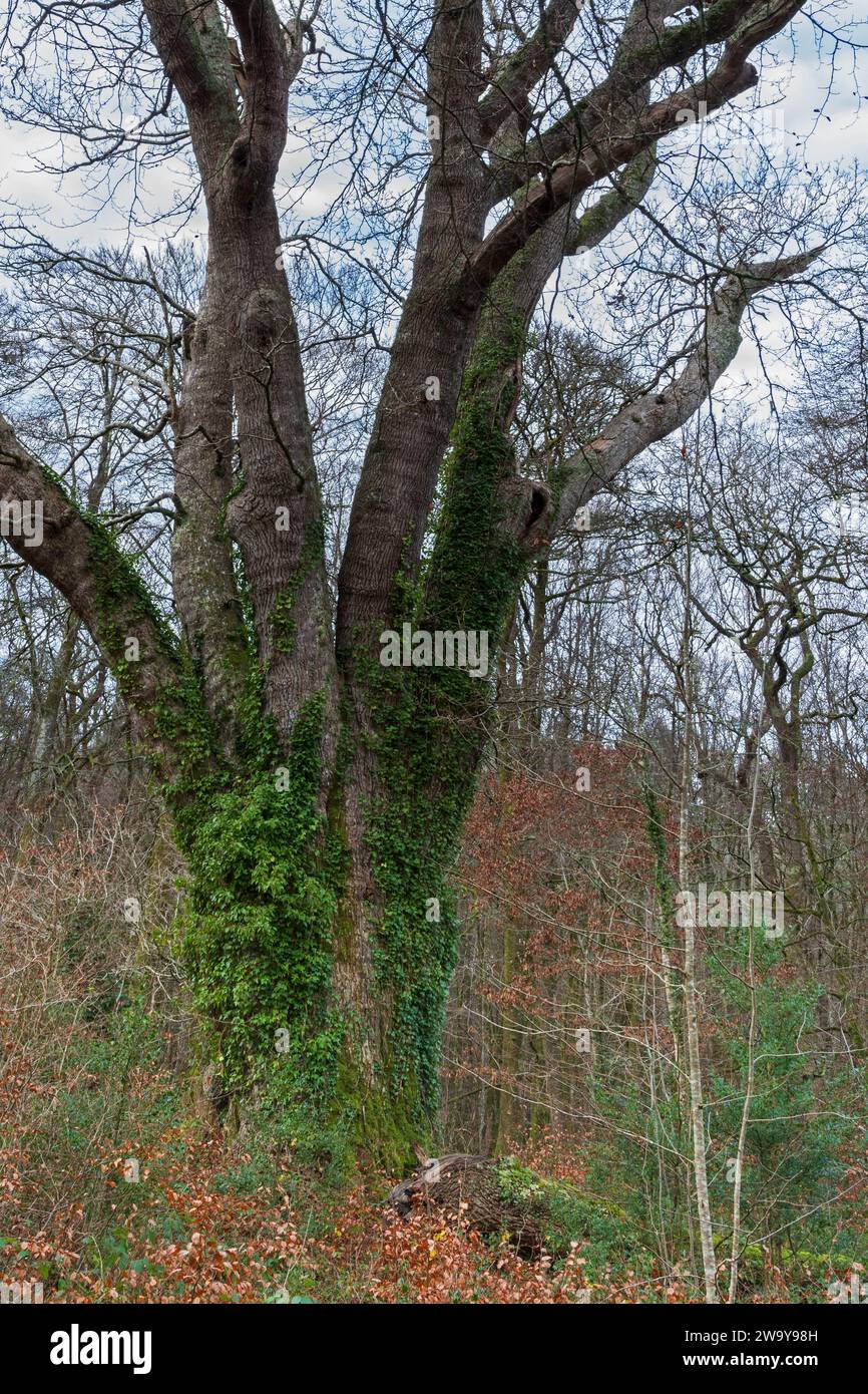 Knightwood oak new forest hi-res stock photography and images - Alamy
