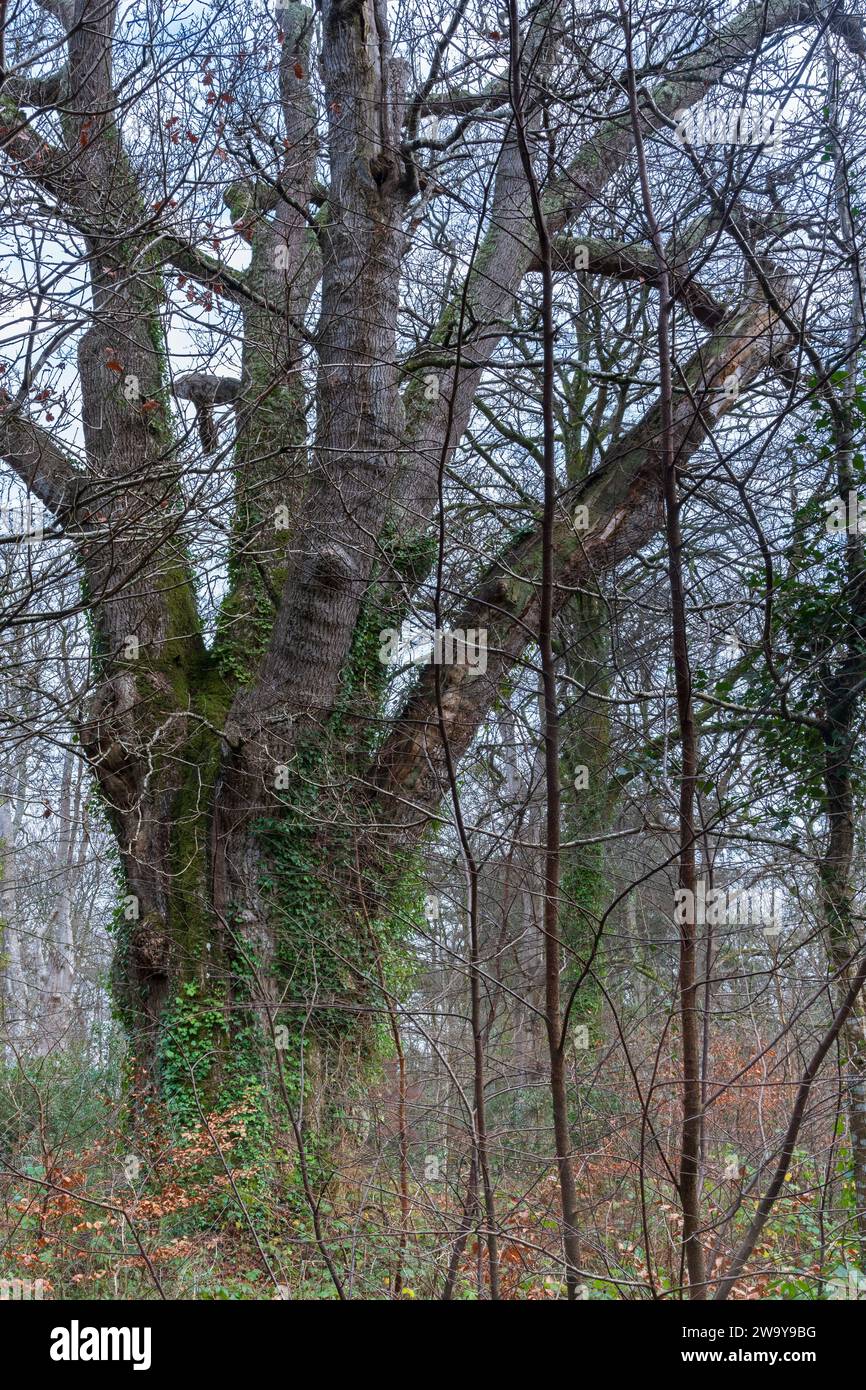 Knightwood oak new forest hi-res stock photography and images - Alamy