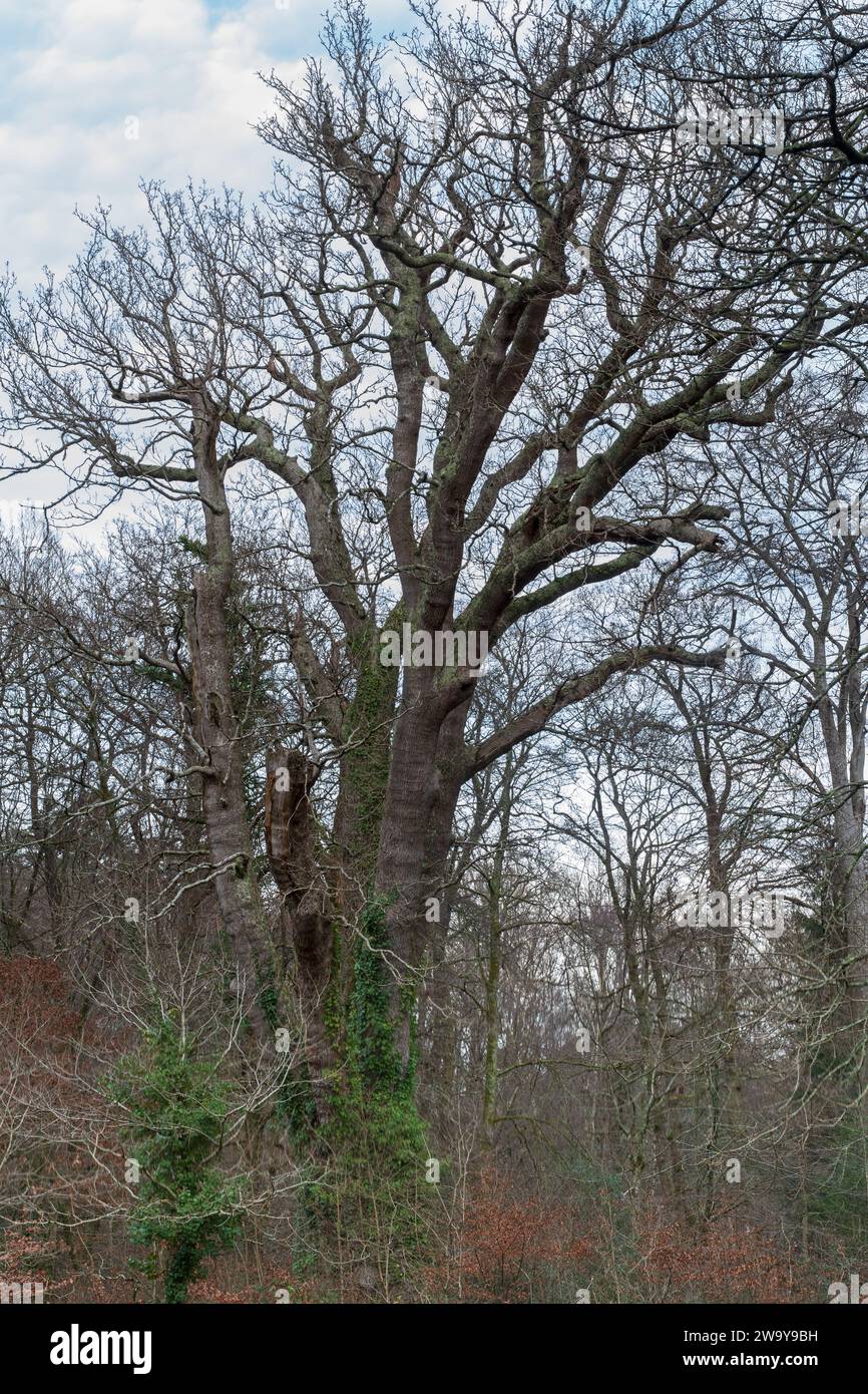 The Knightwood Oak, New Forest, UK Stock Photo - Alamy