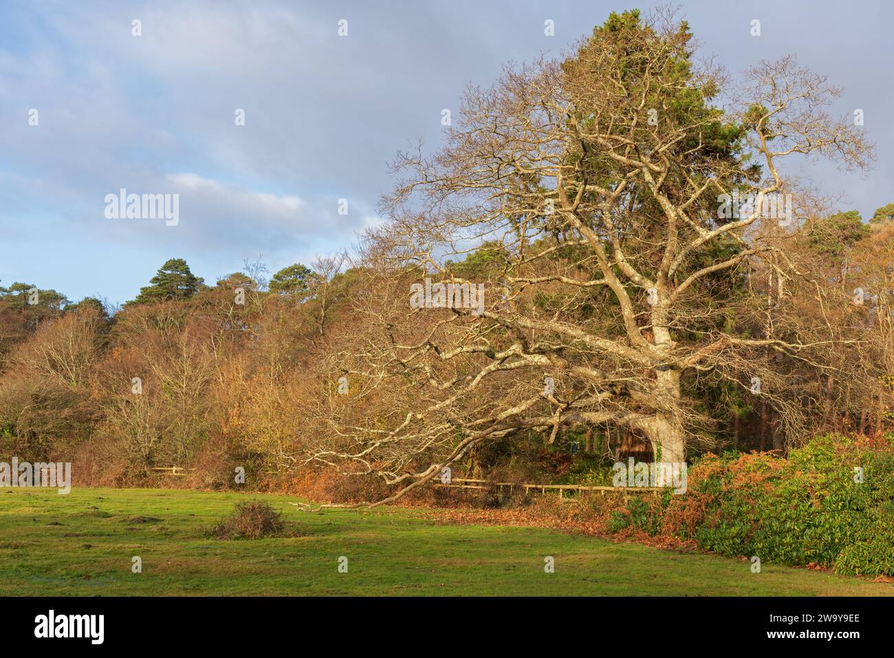 Ashurst new forest hi-res stock photography and images - Alamy