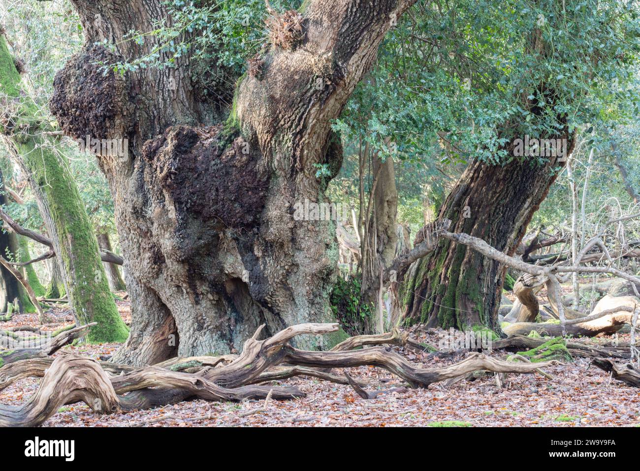 Ancient oak tree at Ashurst, New Forest, Hampshire UK Stock Photo - Alamy