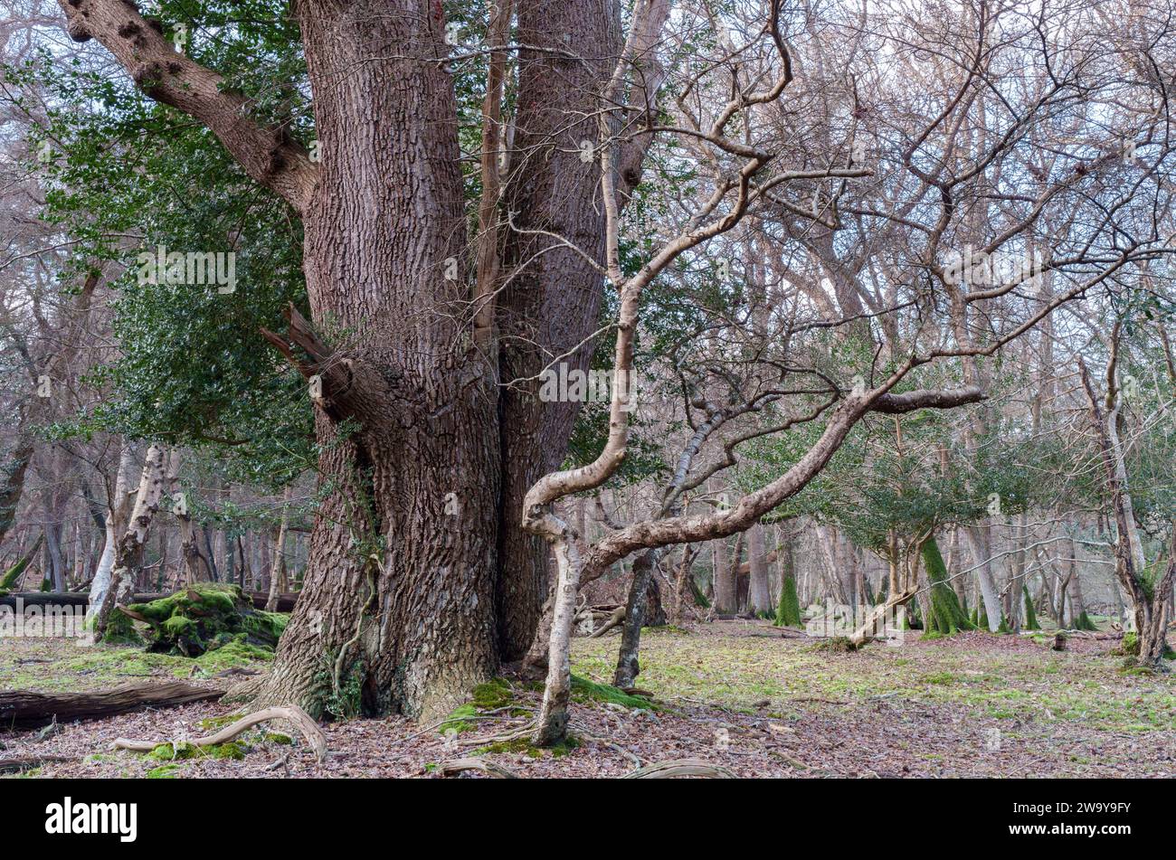 New forest trees Stock Photo - Alamy