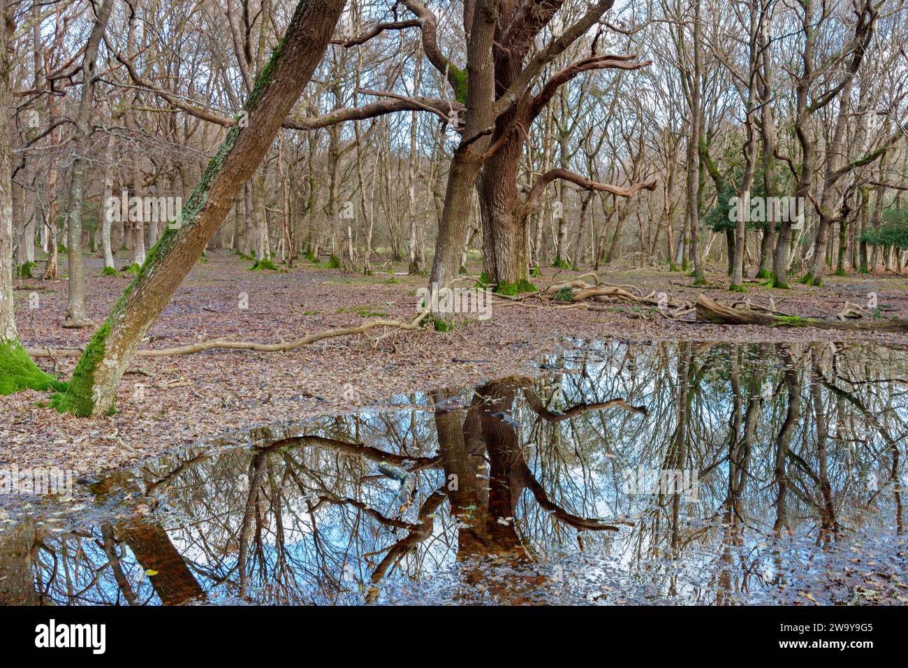 Ashurst new forest hi-res stock photography and images - Alamy