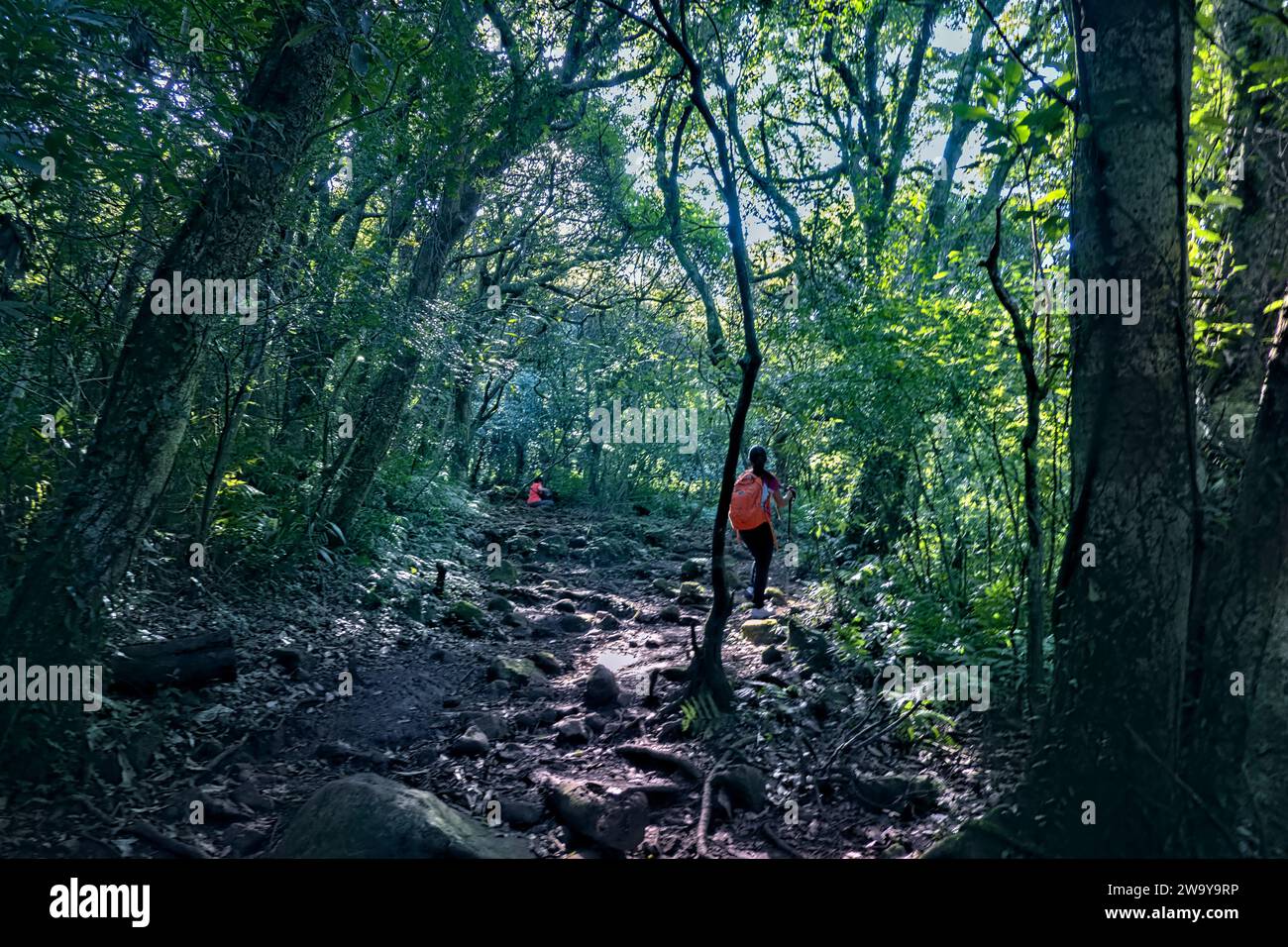 Trekking through the forest, Yangmingshan National Park, Taipei, Taiwan ...