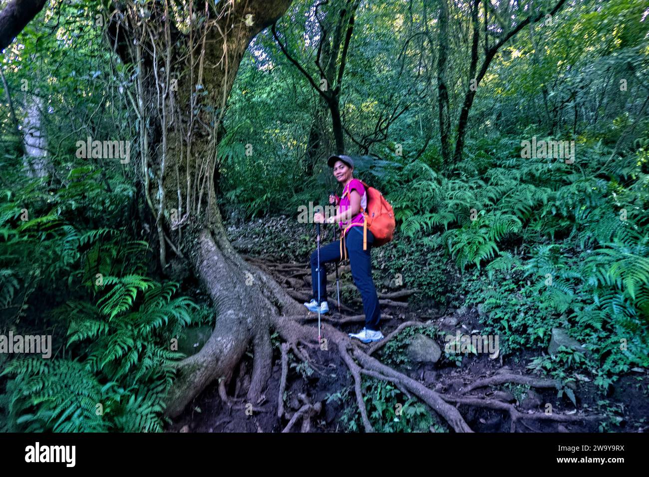 Trekking through the forest, Yangmingshan National Park, Taipei, Taiwan ...