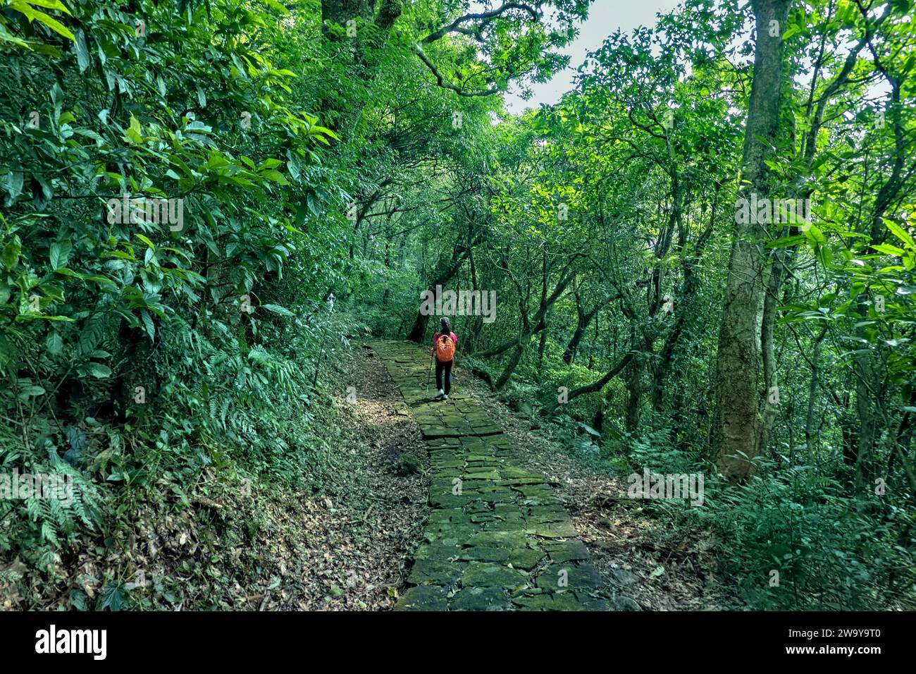 Trekking through the forest, Yangmingshan National Park, Taipei, Taiwan ...