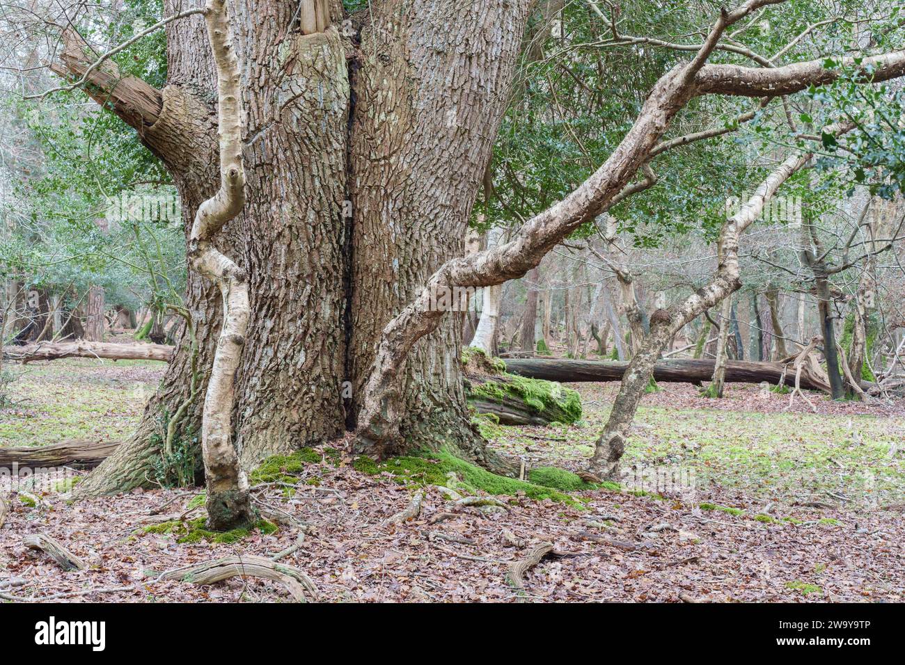 New forest trees Stock Photo - Alamy